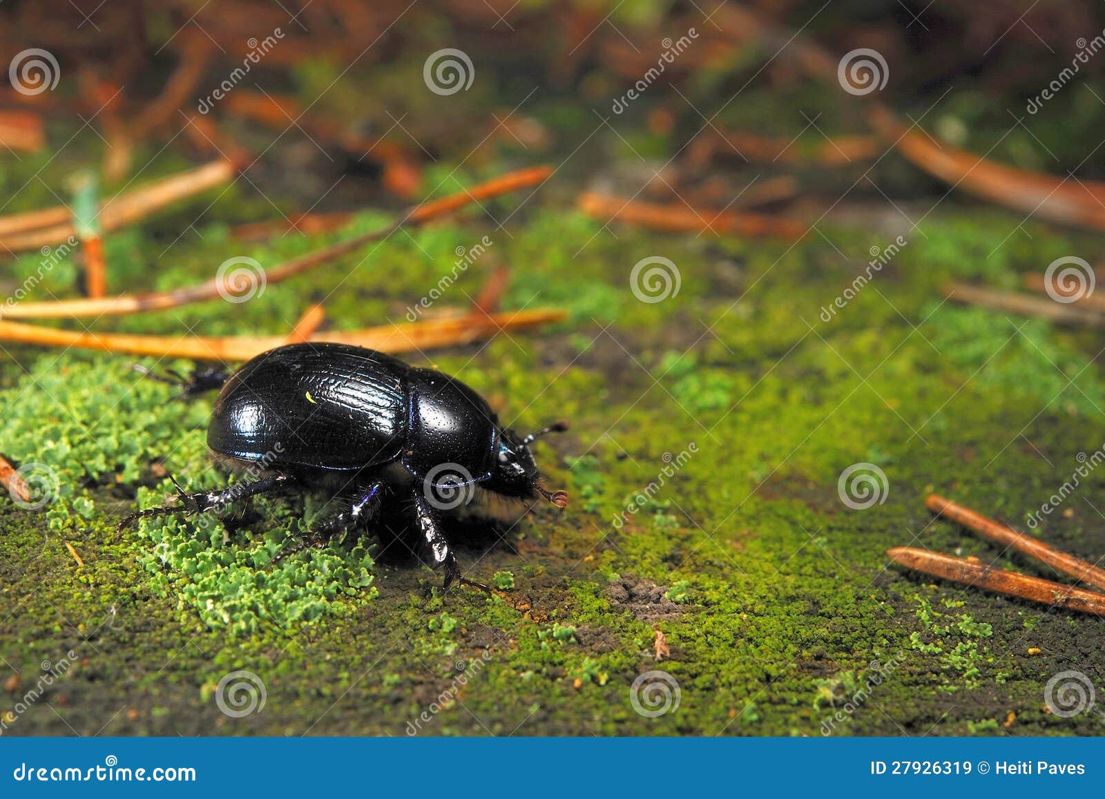 Forest dung beetle stock image. Image of stercorosus - 27926319