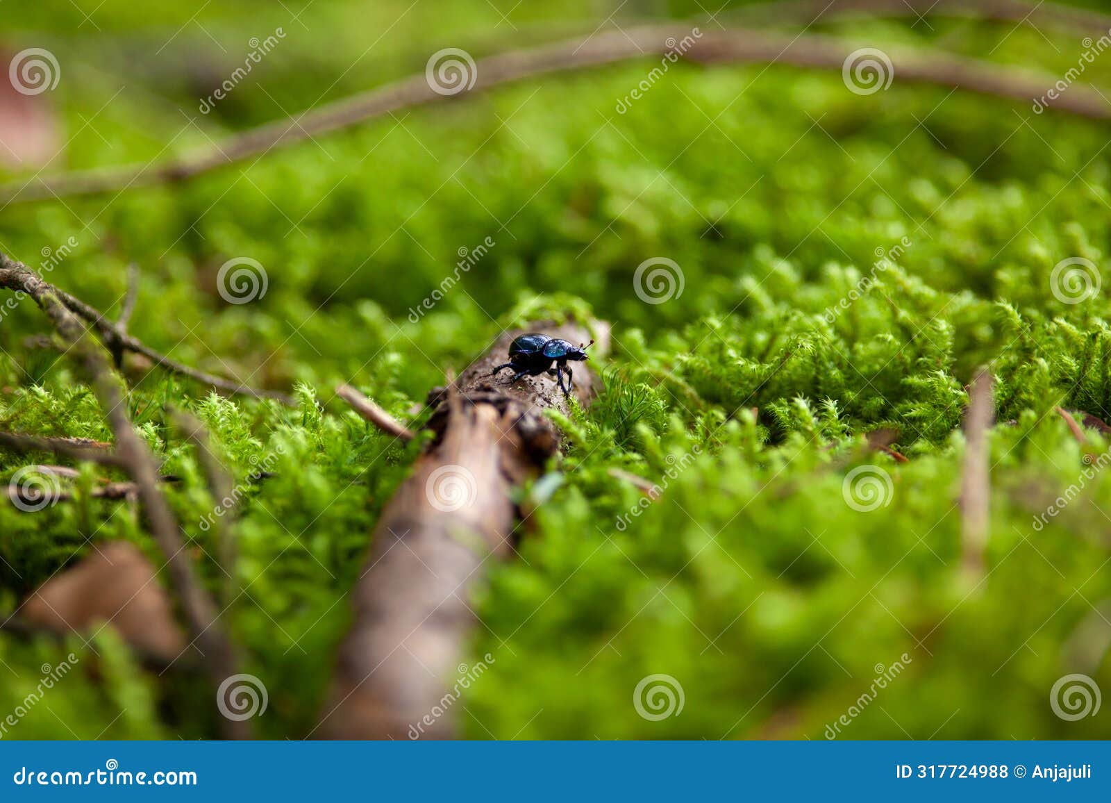 Forest Dung Beetle (Anoplotrupes Stercorosus) - Small Black Beetle in ...