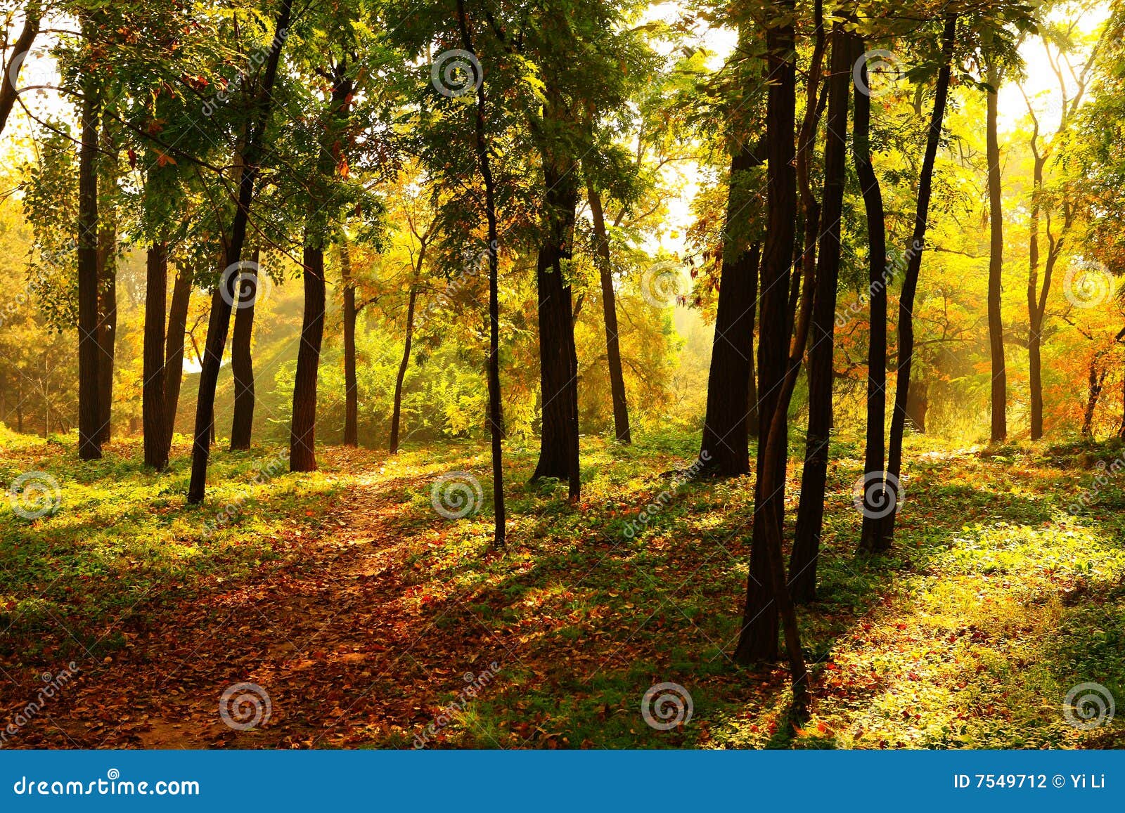 Forest in the dusk stock photo. Image of trees, plants - 7549712