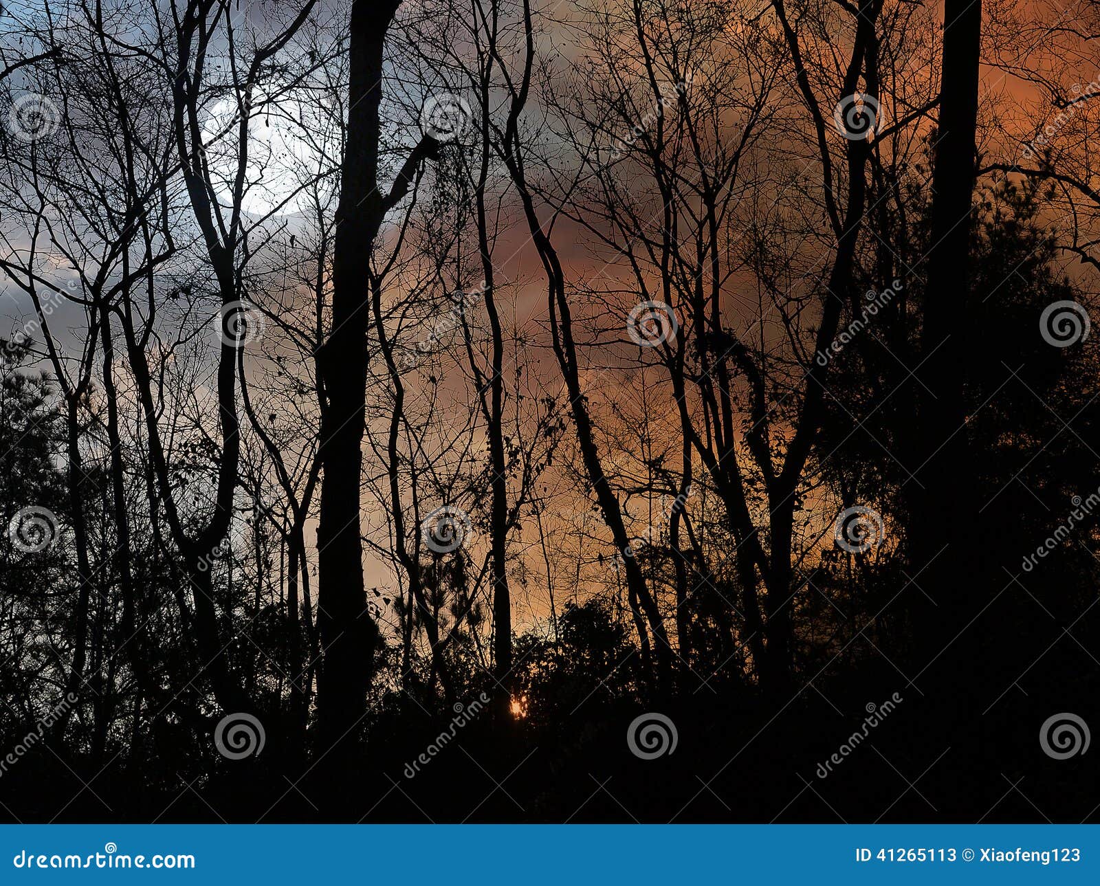 Forest dusk stock image. Image of tree, forest, season - 41265113