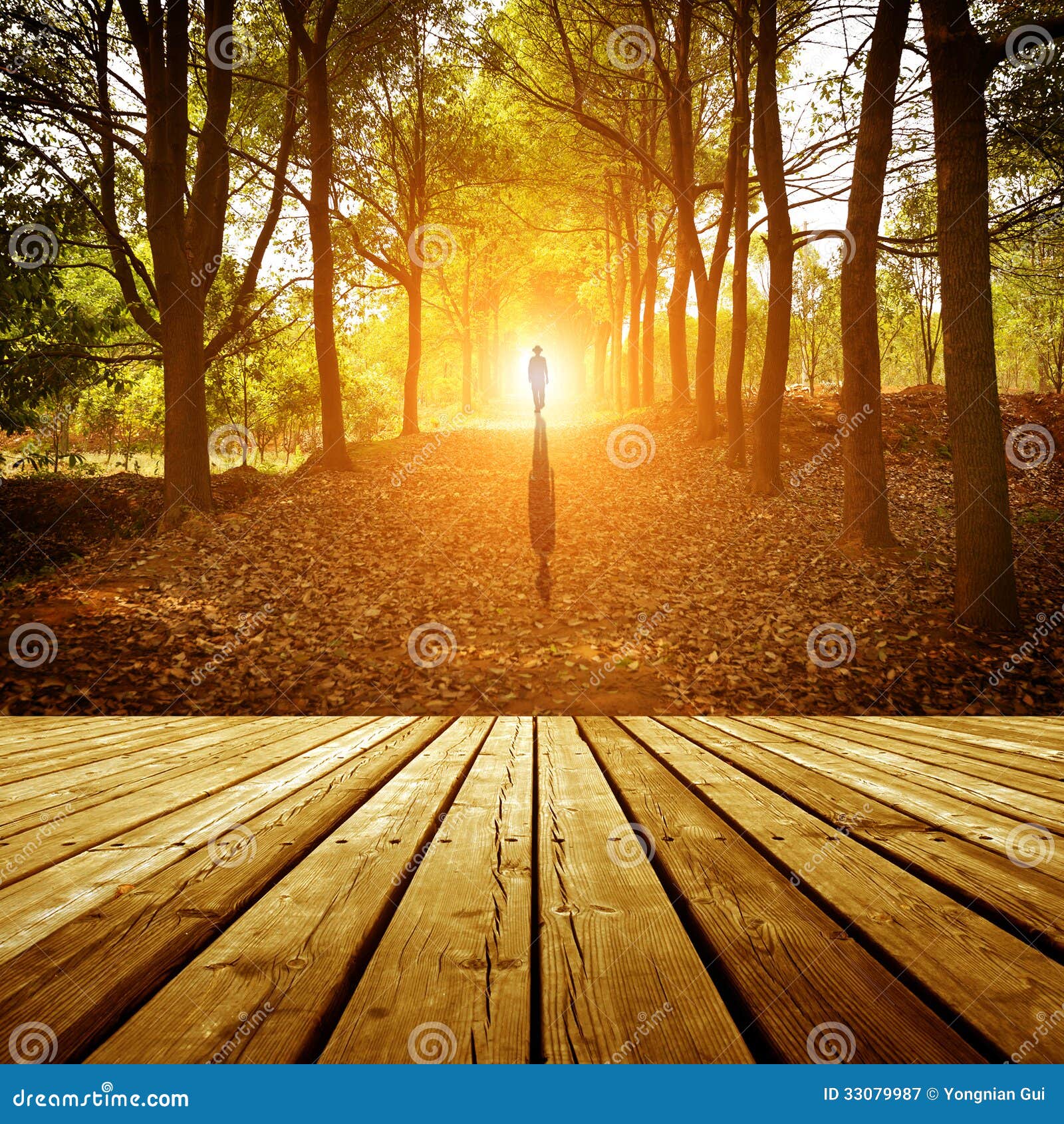 Forest at dusk stock image. Image of fall, daylight, natural - 33079987