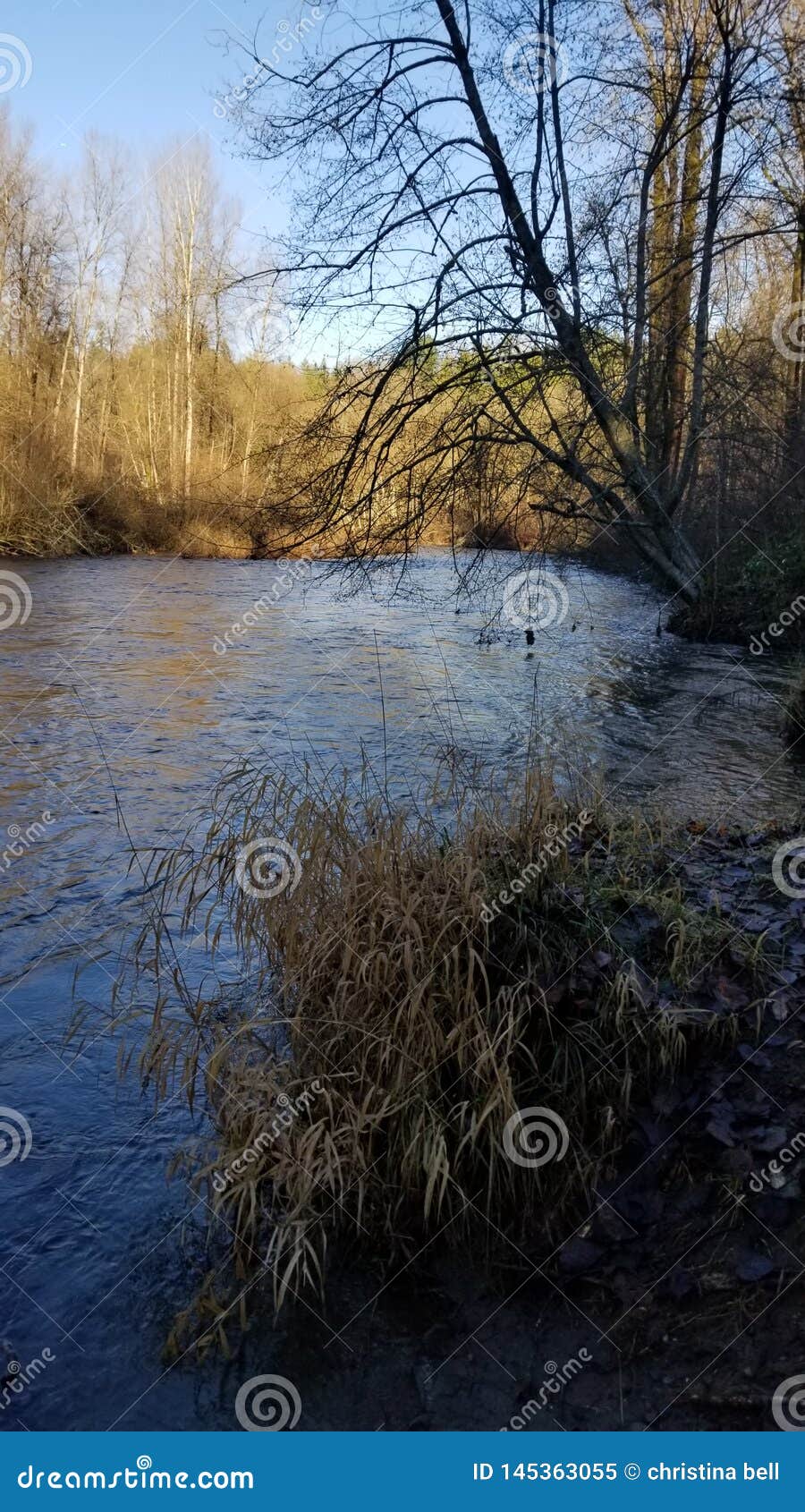 Forest at dusk stock image. Image of mystical, forest - 145363055