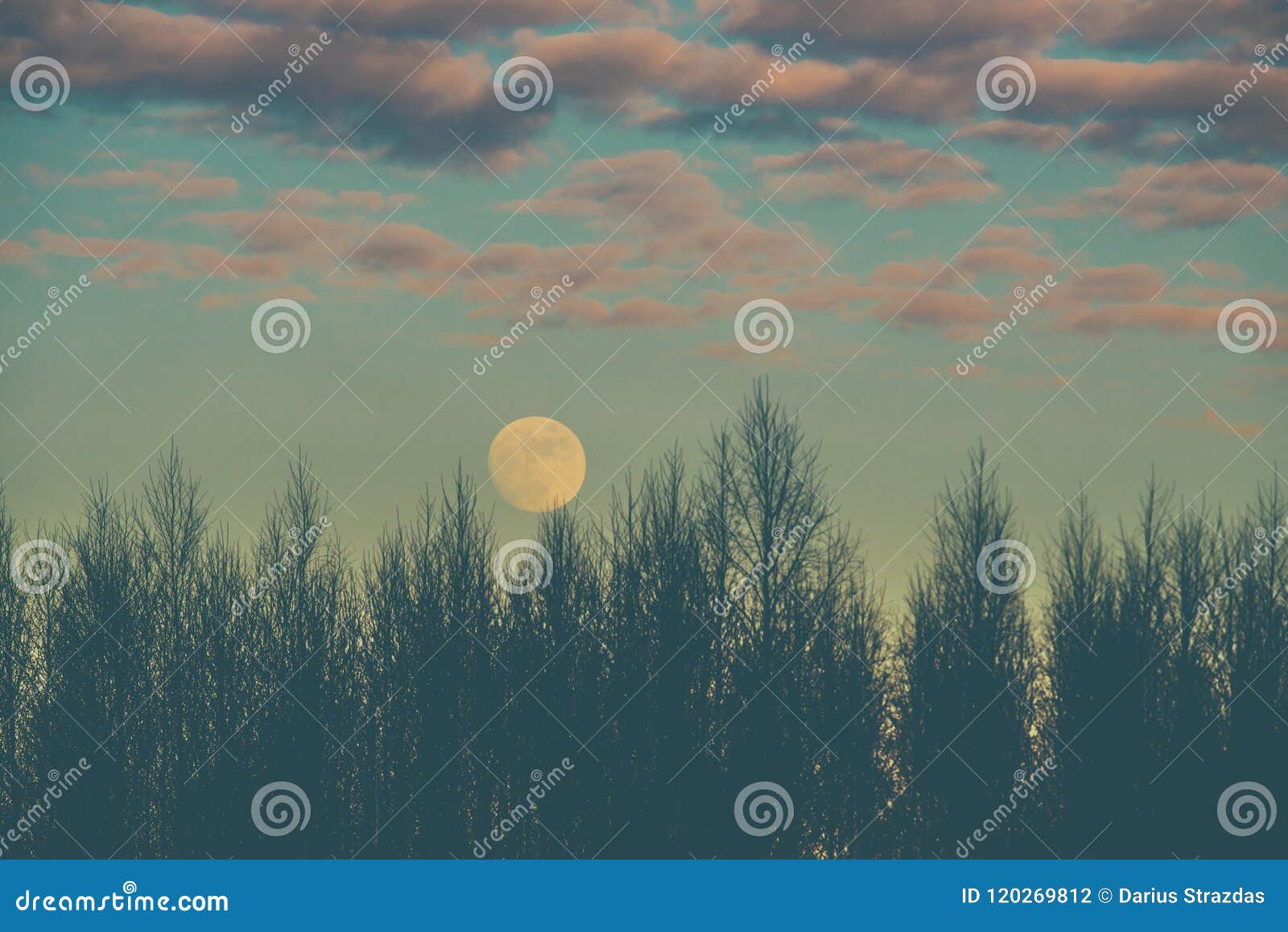 Forest at Dusk and Full Moon Stock Photo - Image of late, trees: 120269812