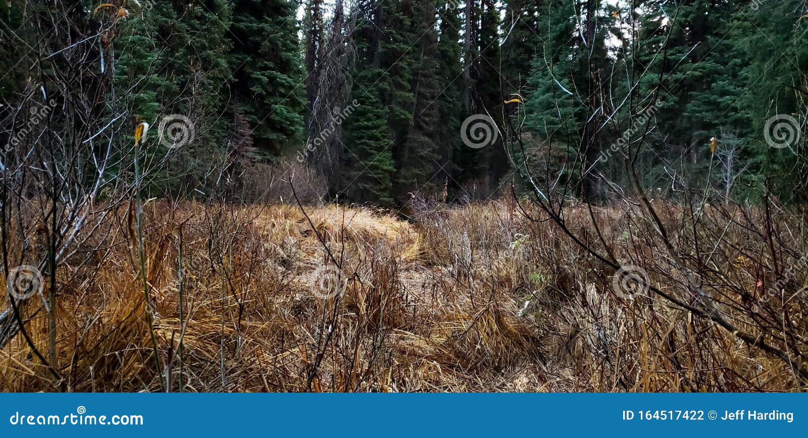 In the forest at dusk stock photo. Image of trees, dusk - 164517422