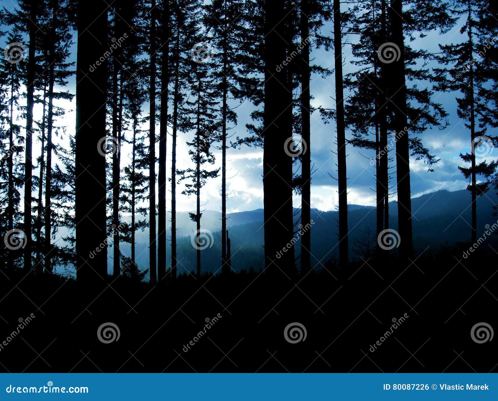 Forest at dusk stock photo. Image of trees, forest, oregon - 80087226