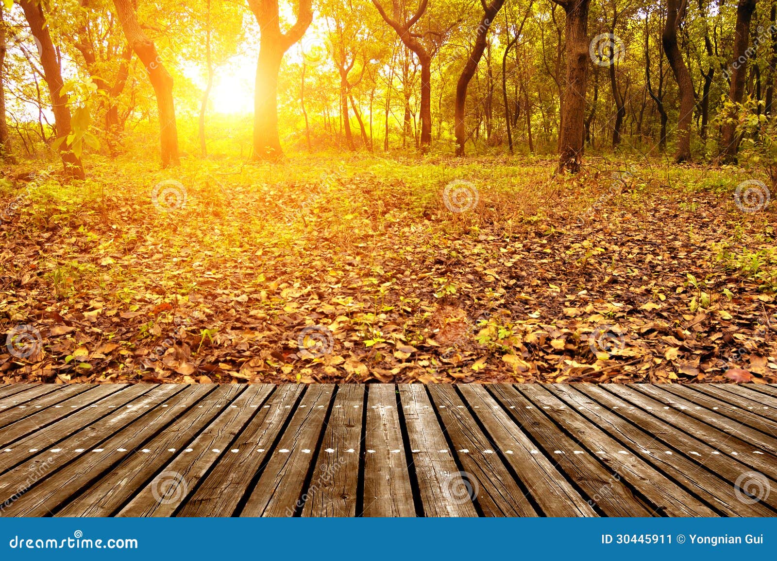 Forest at dusk stock image. Image of adventure, light - 30445911