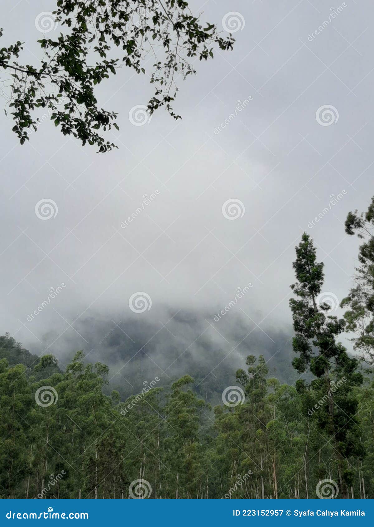 Forest with dust stock image. Image of reflection, mist - 223152957