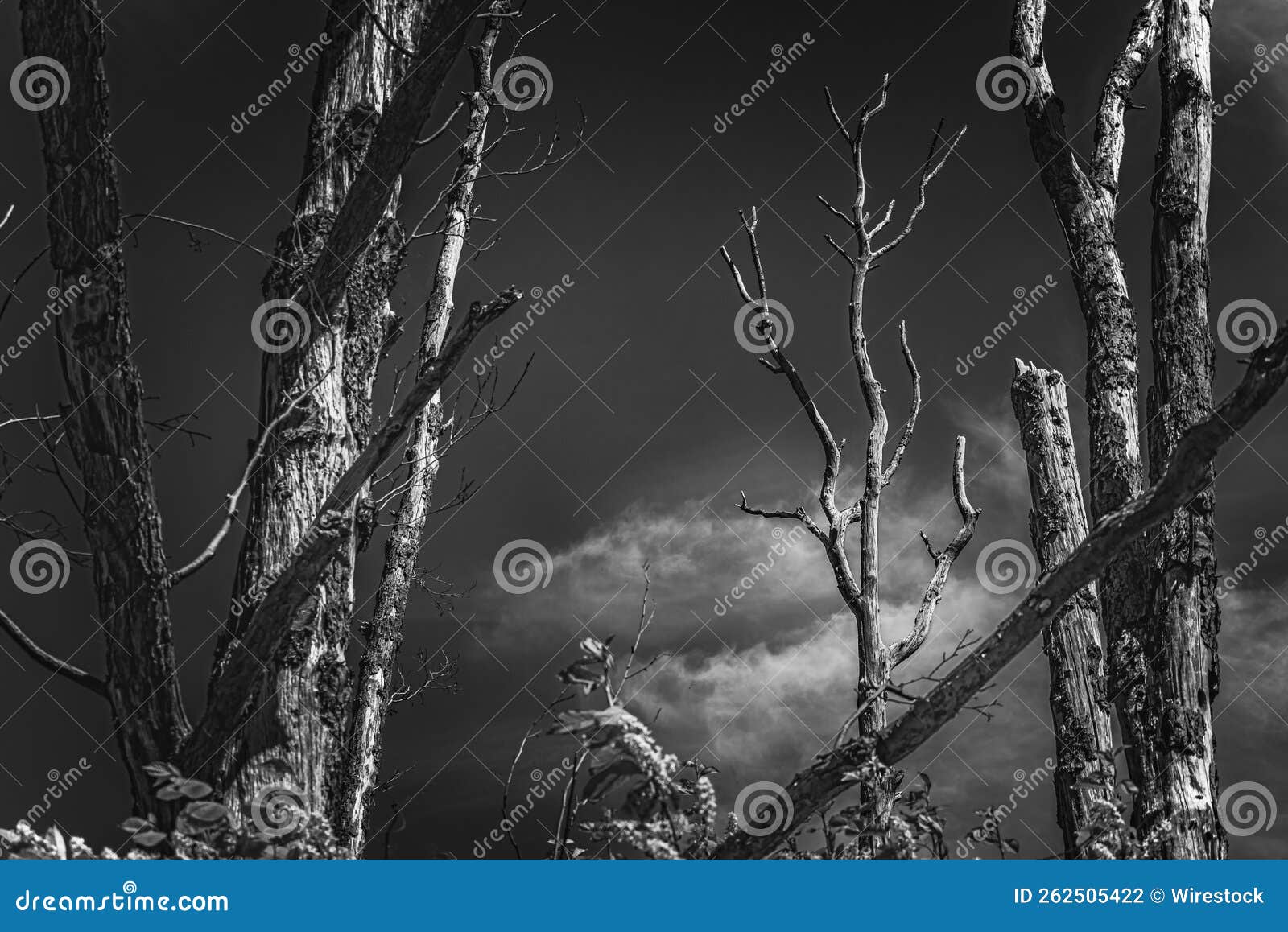 The Forest is Dying Everywhere Stock Photo - Image of umwelt, dying ...