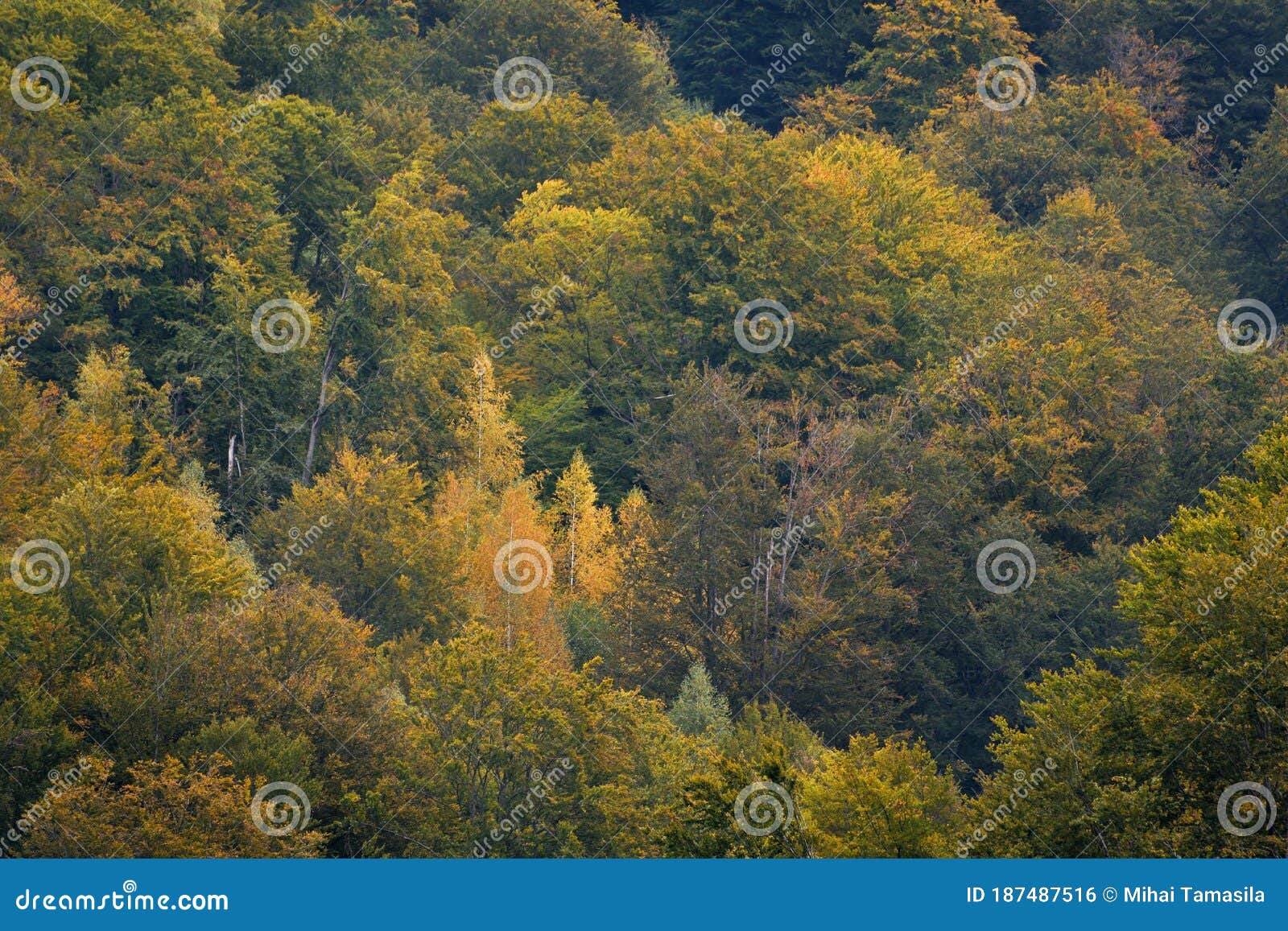 Forest in early Autumn stock photo. Image of early, landscape - 187487516