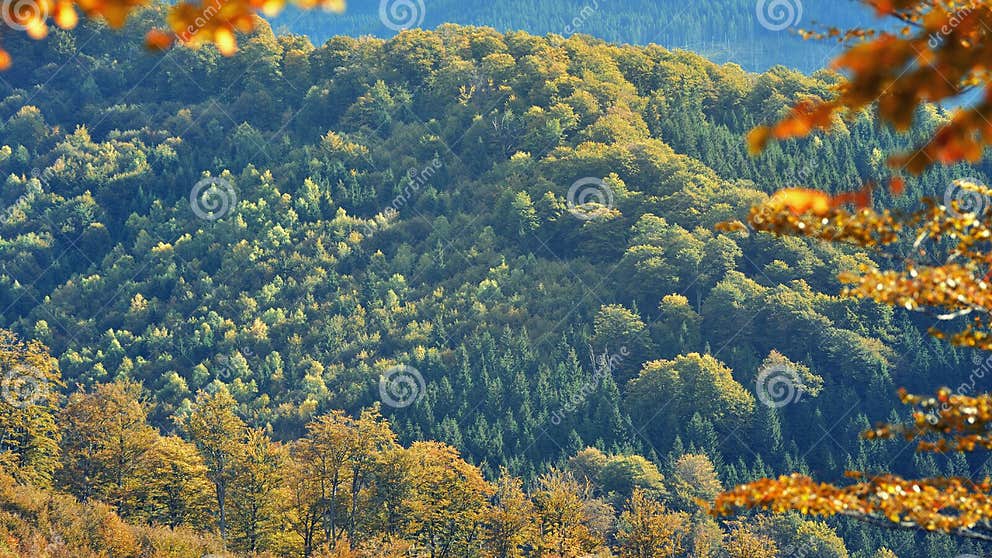 Forest in early Autumn stock image. Image of woods, landscape - 187488949