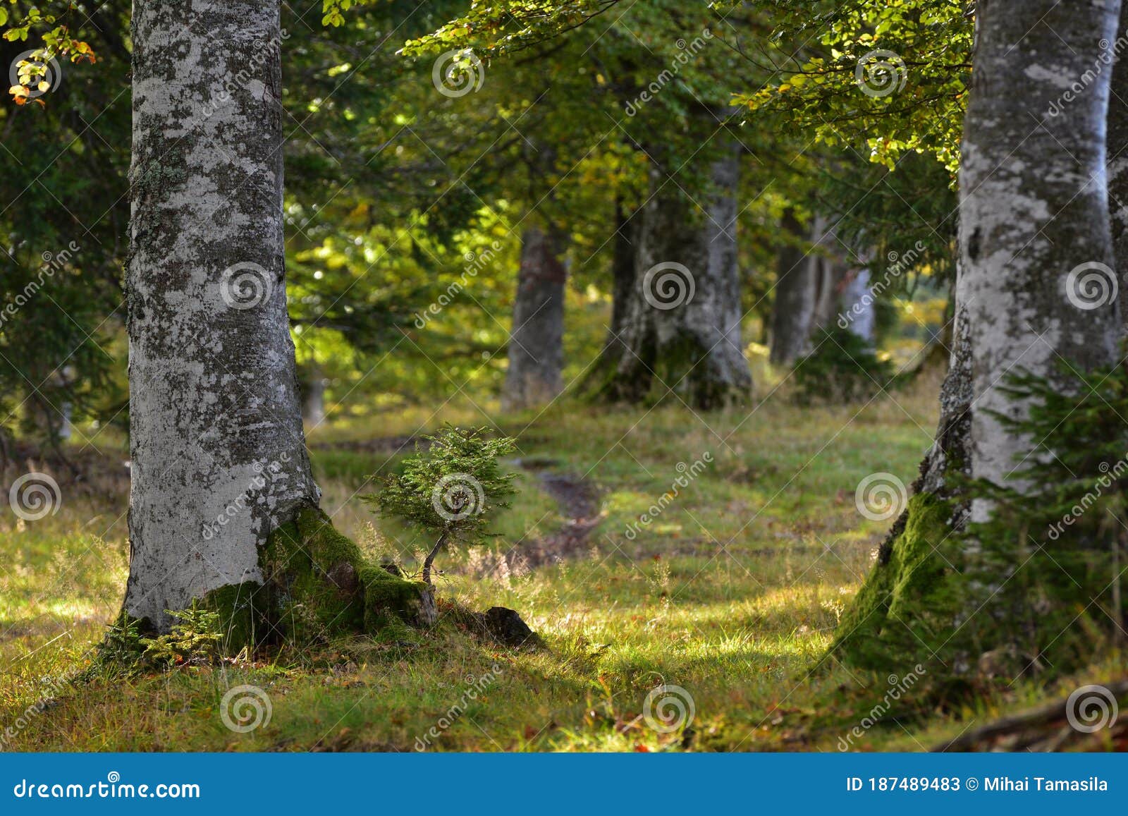 Forest in early Autumn stock image. Image of leaf, pine - 187489483