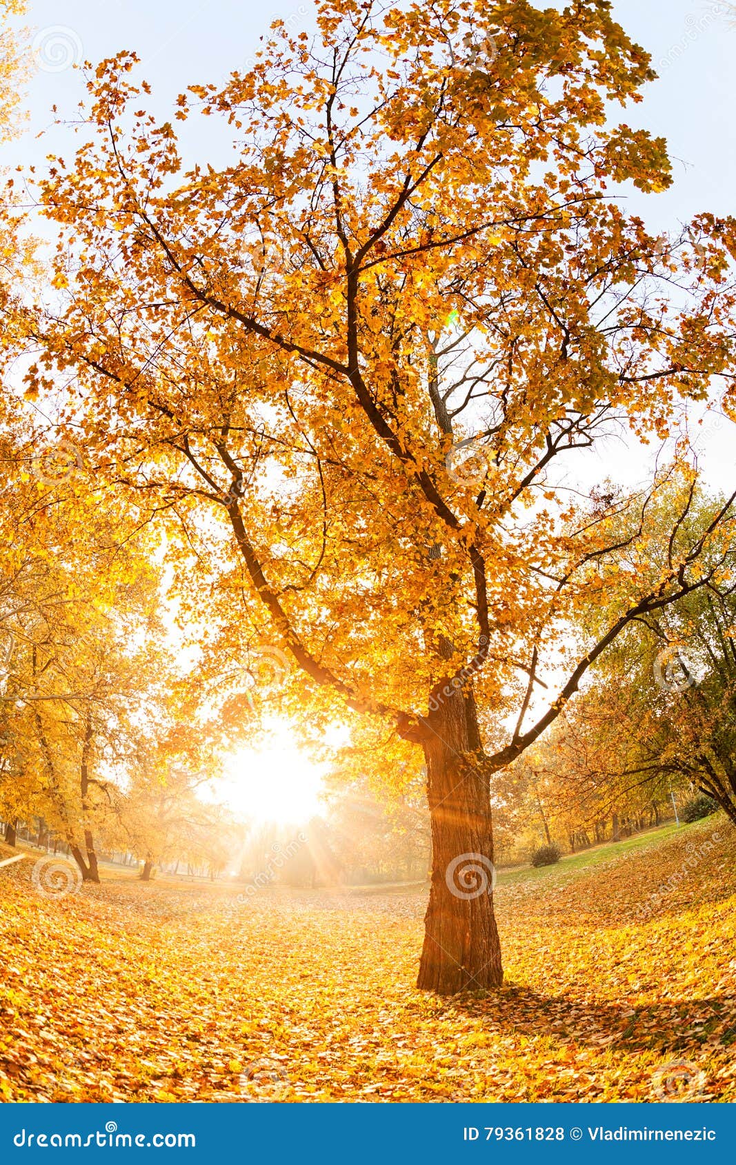 Forest in early autumn stock photo. Image of colorful - 79361828