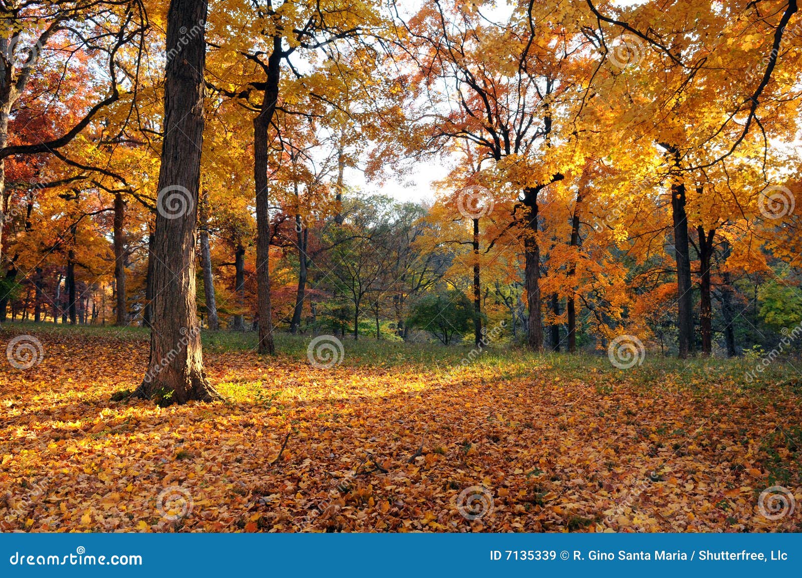 Forest in Early Fall stock image. Image of color, scene - 7135339