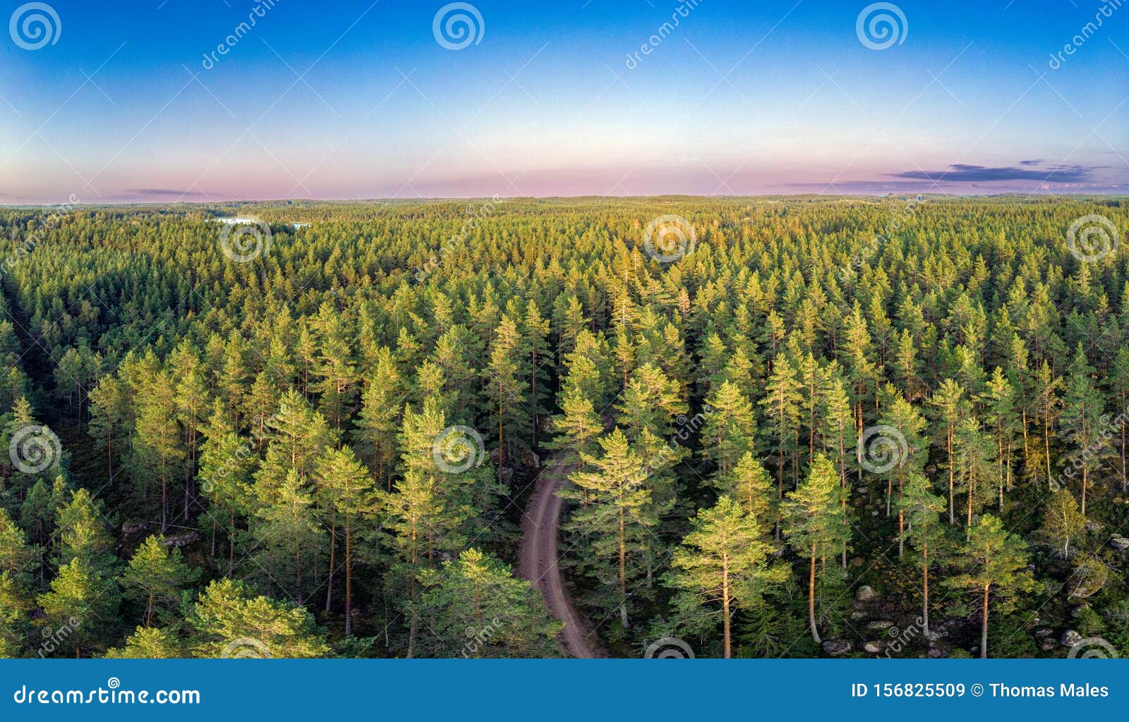 Forest in early fall stock image. Image of timber, evergreen - 156825509