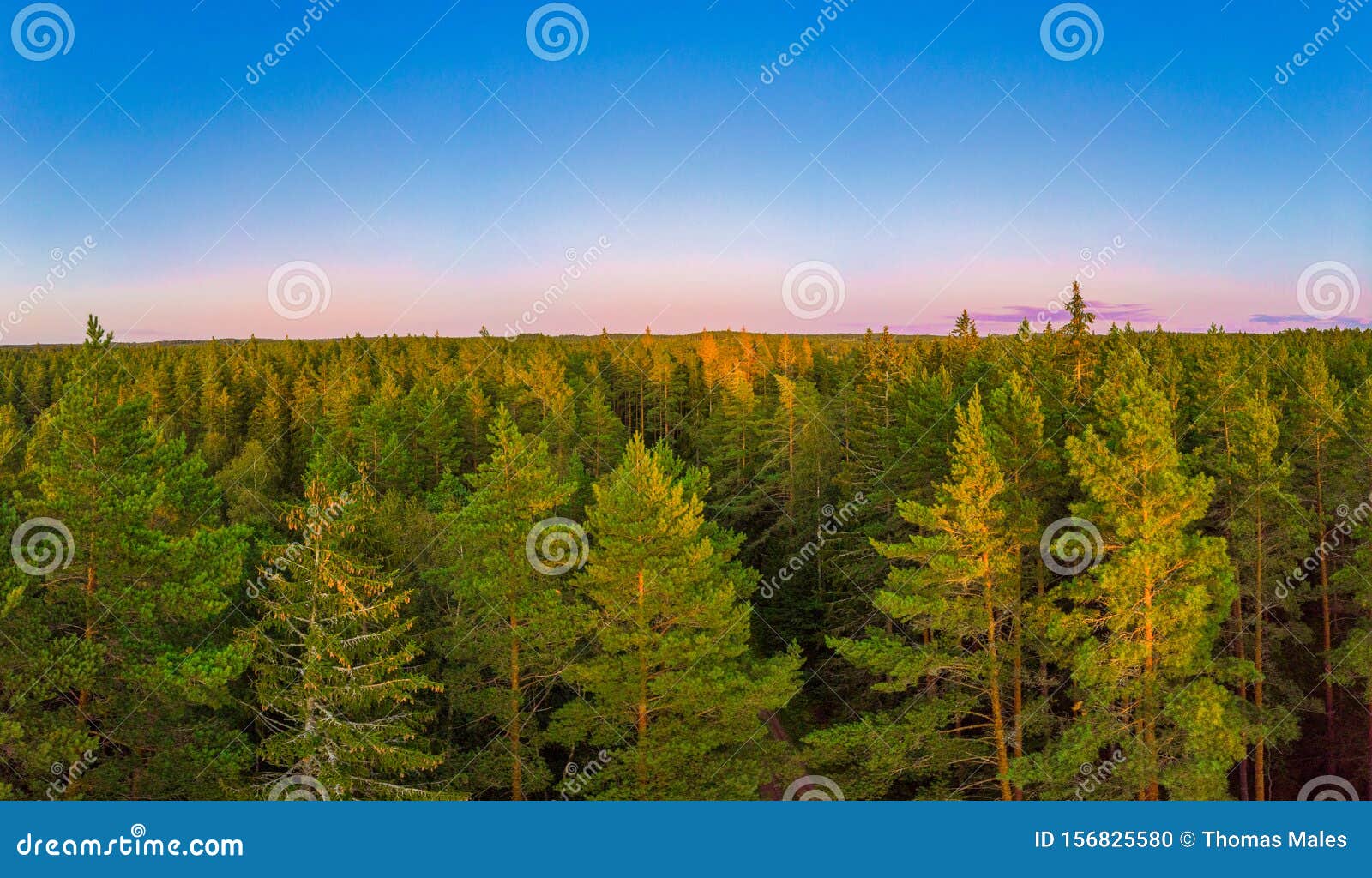 Forest in early fall stock photo. Image of landscape - 156825580