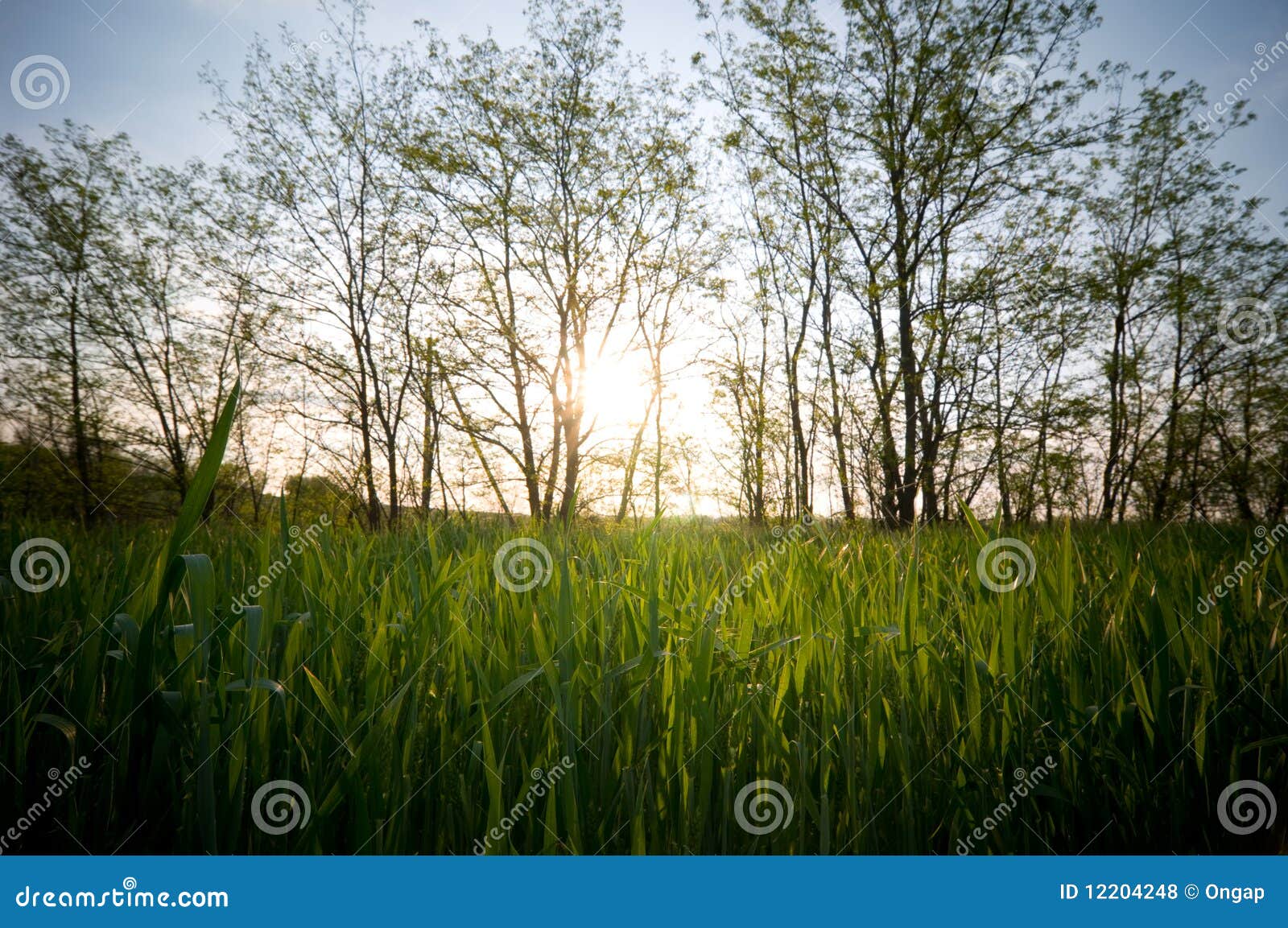 Forest early morning stock photo. Image of blue, environmental - 12204248
