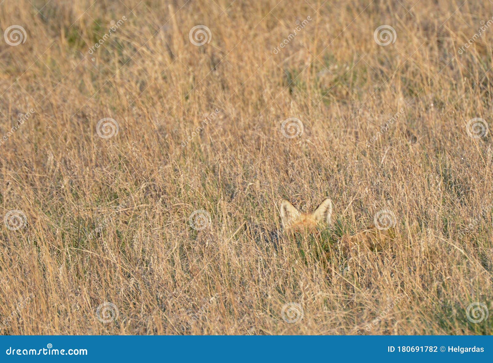 Fox stock photo. Image of morning, nature, wood, gloomy - 180691782