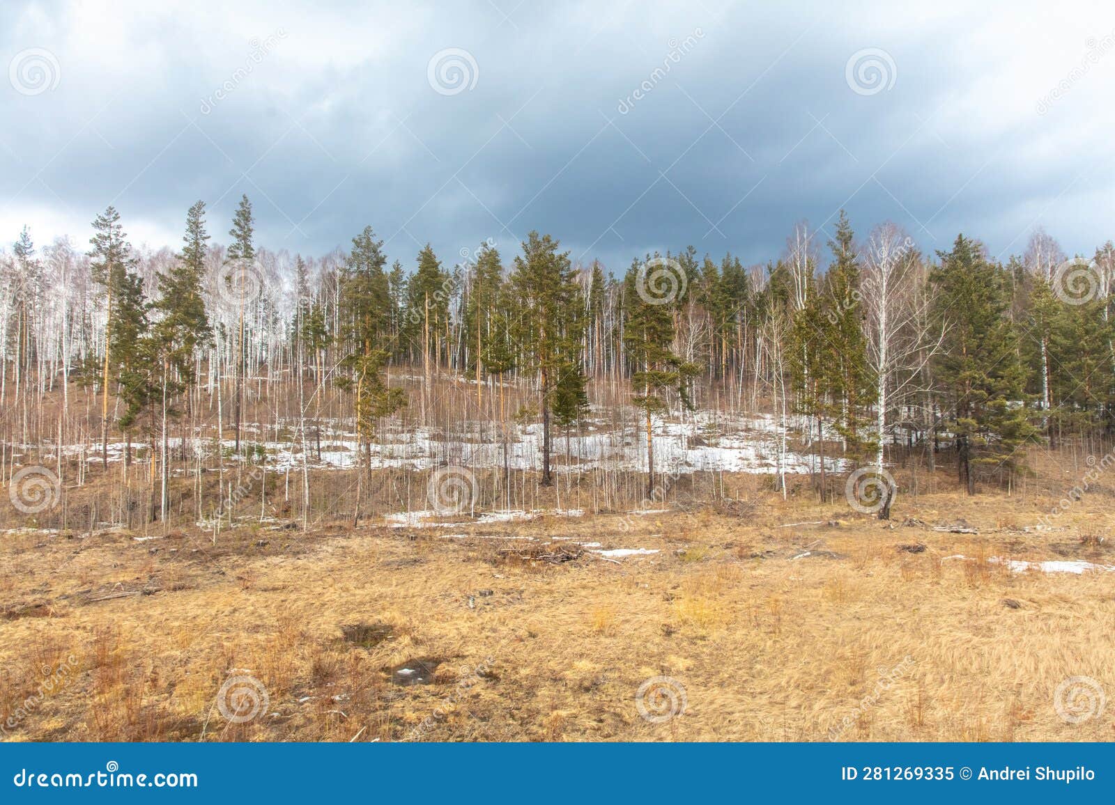 Forest in Early Spring. Early Spring Forest. Early Spring Forest. First ...