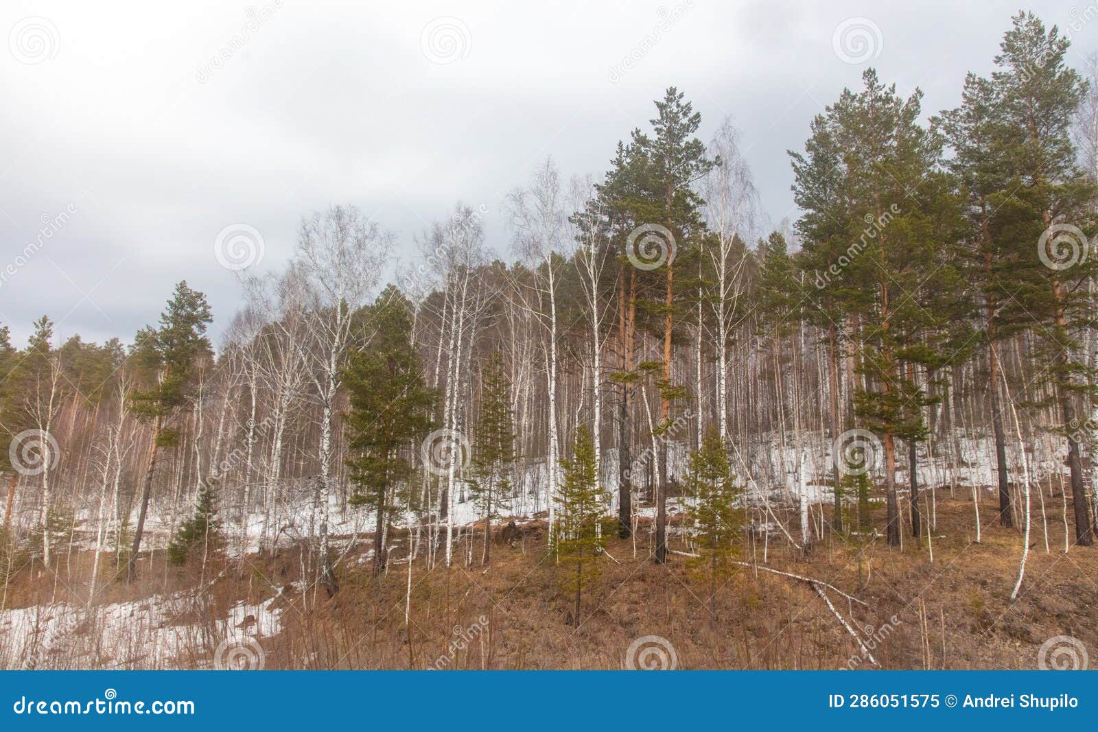 Forest in Early Spring. Early Spring Forest. Early Spring Forest. First ...