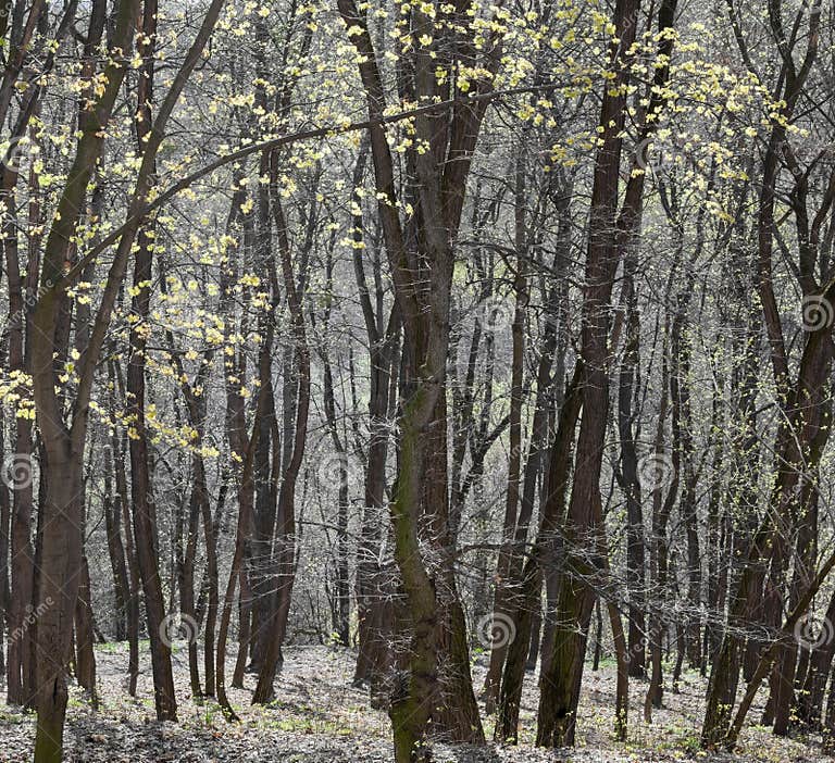 Forest in early spring stock image. Image of environment - 172569519