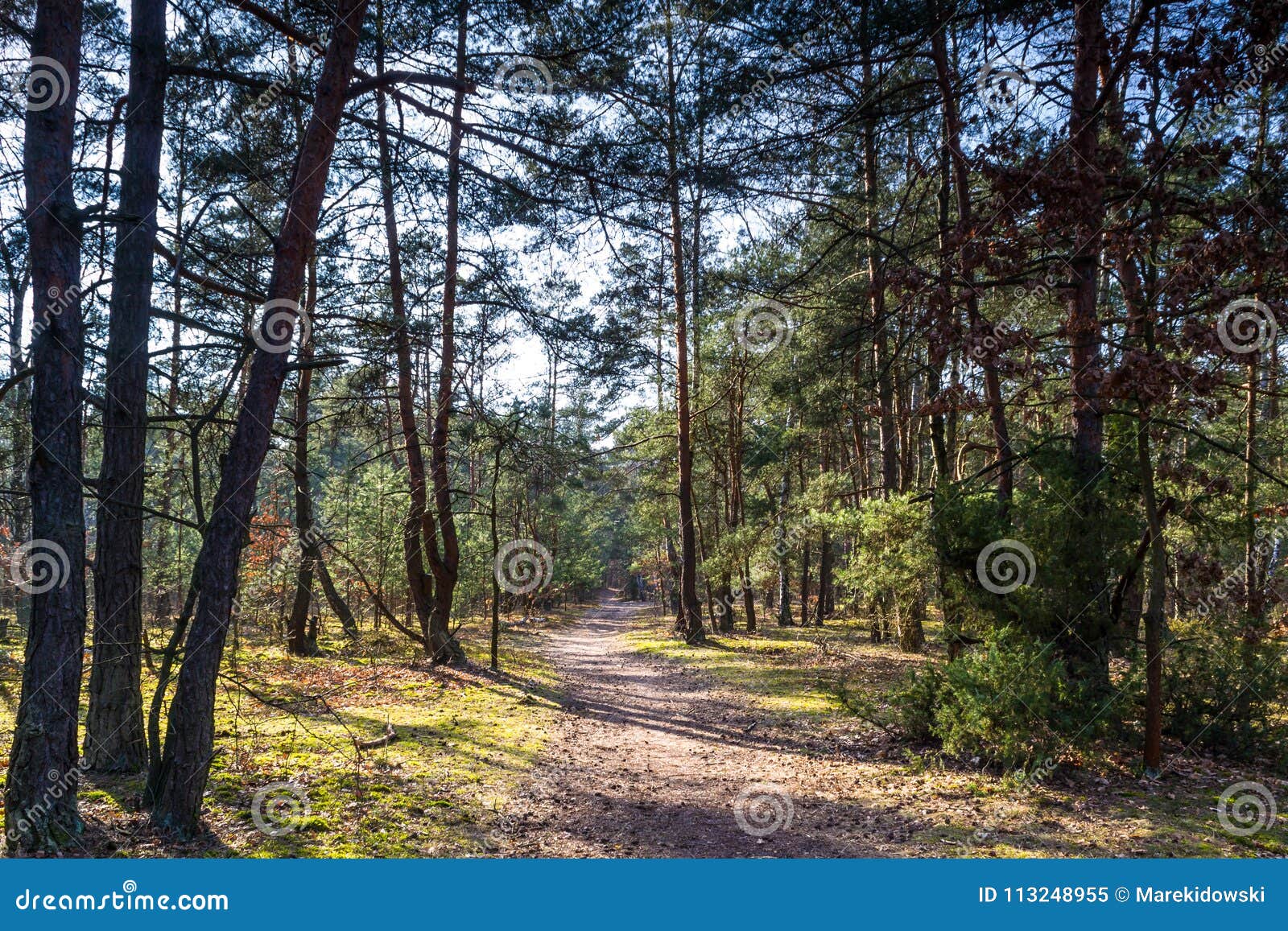 Forest in early spring stock image. Image of birch, pine - 113248955