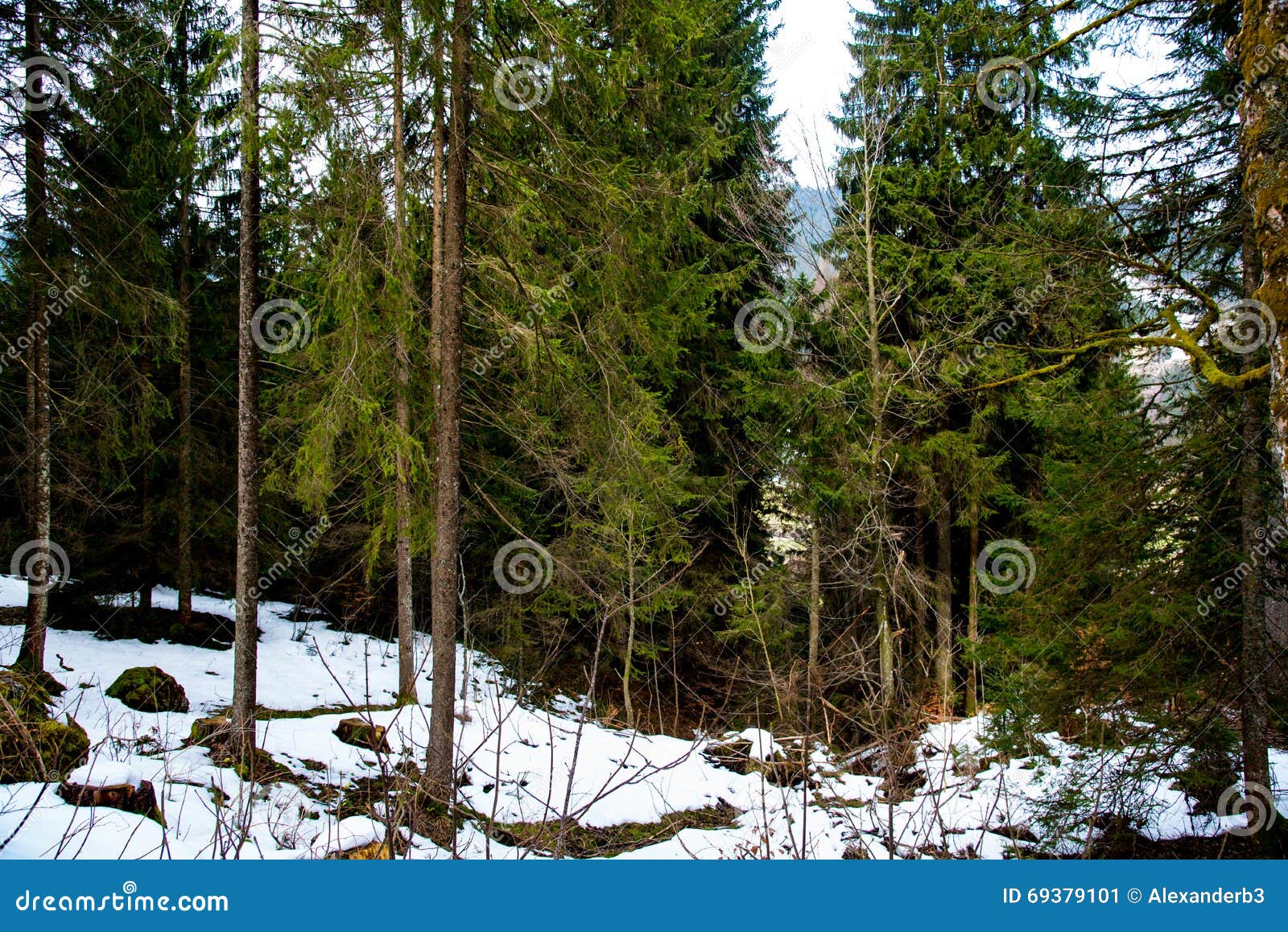 Forest in Early Spring, after Snow Stock Image - Image of single ...