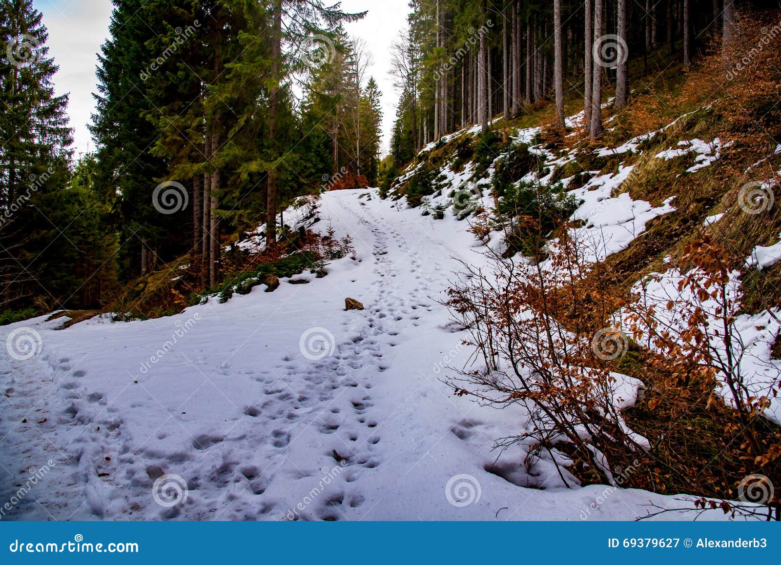 Forest in Early Spring, after Snow Stock Image - Image of ecological ...