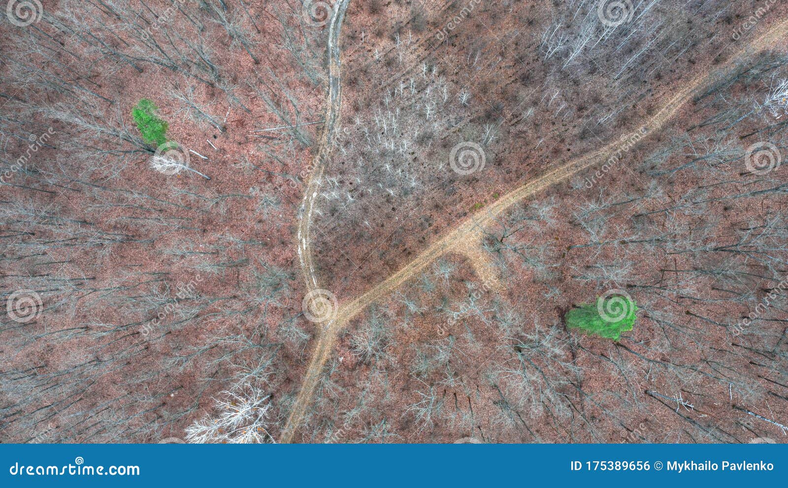Forest in Early Spring. Trees in Leafless Condition Stock Photo - Image ...