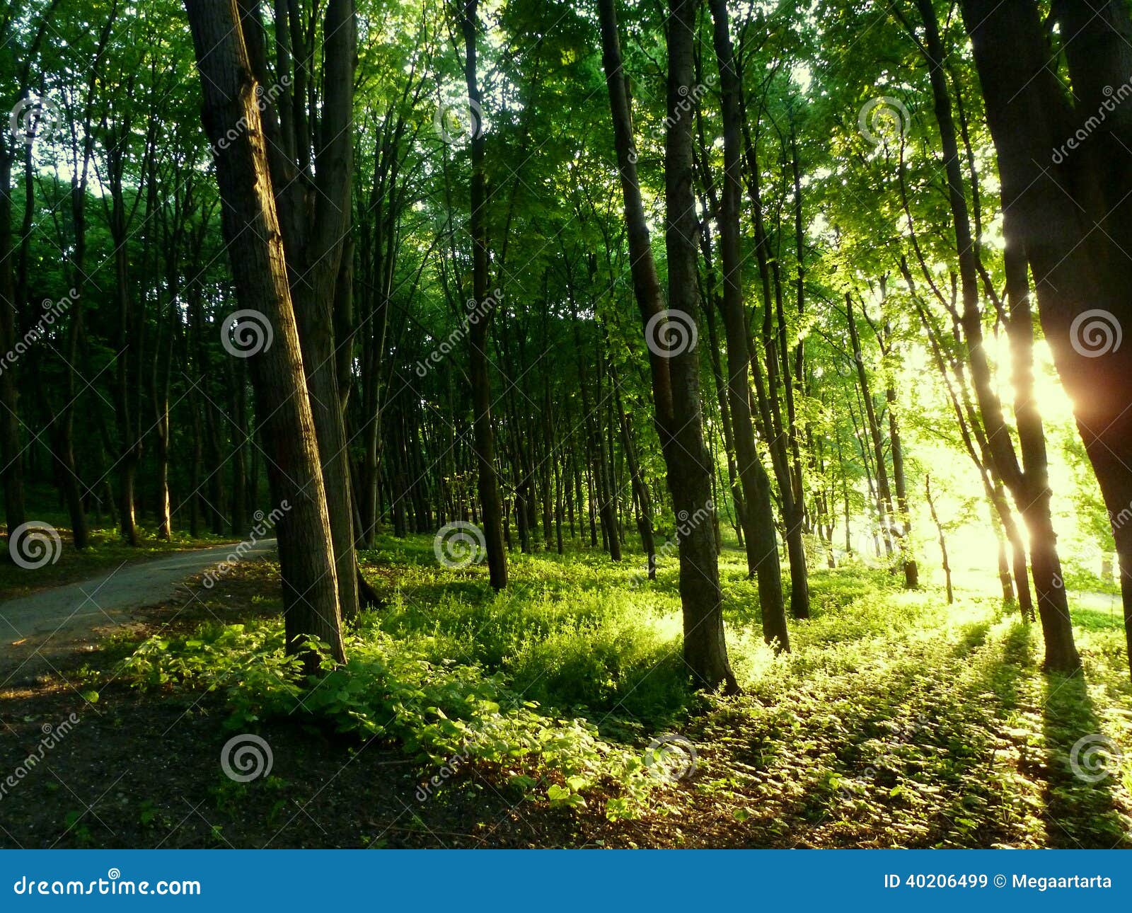 Forest eclipse stock image. Image of herbs, grond, glade - 40206499