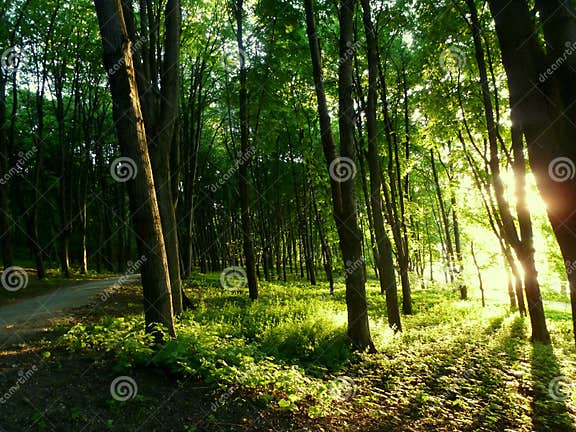 Forest eclipse stock image. Image of herbs, grond, glade - 40206499