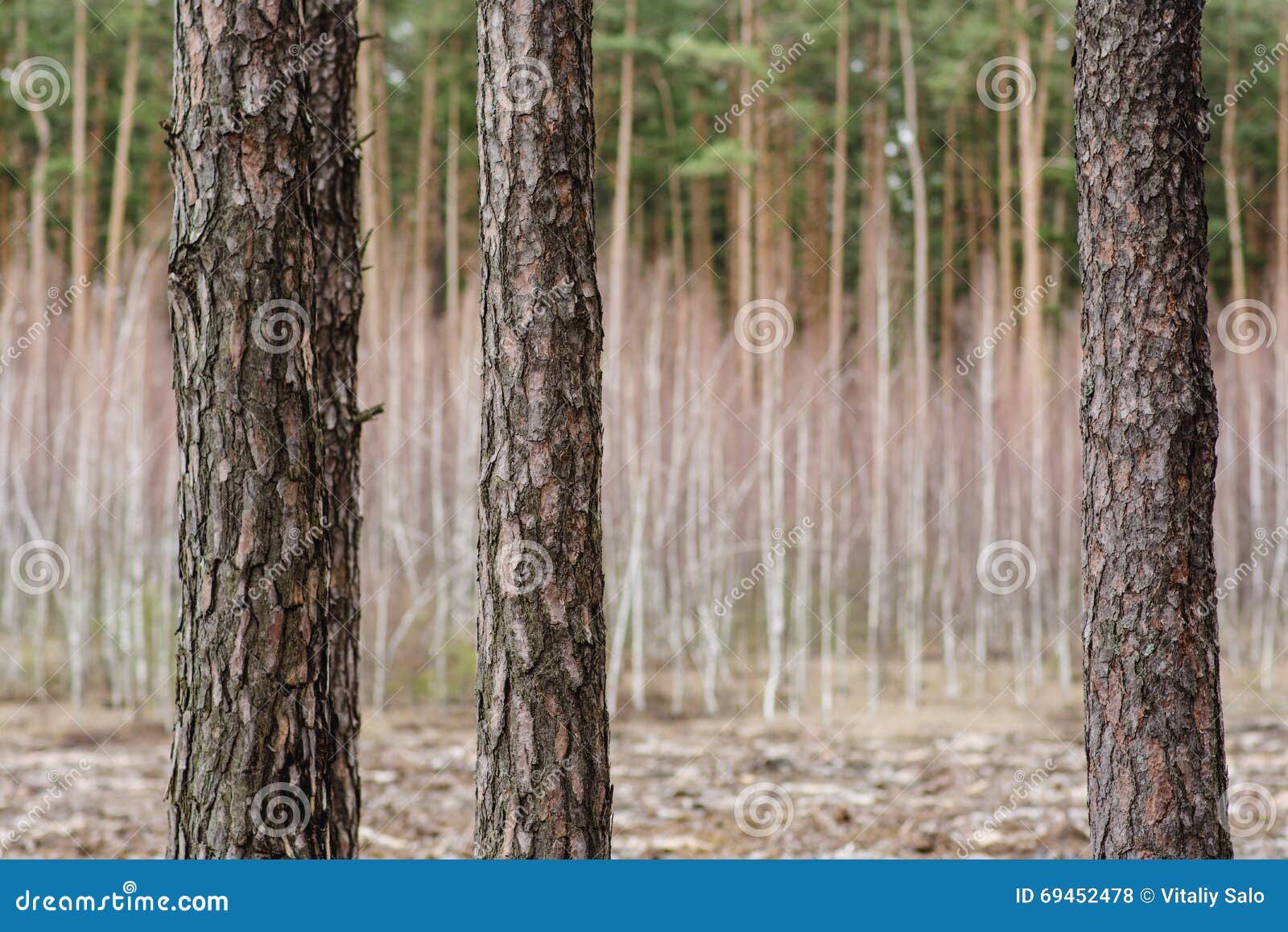 Forest stock photo. Image of pine, park, nature, ecological - 69452478