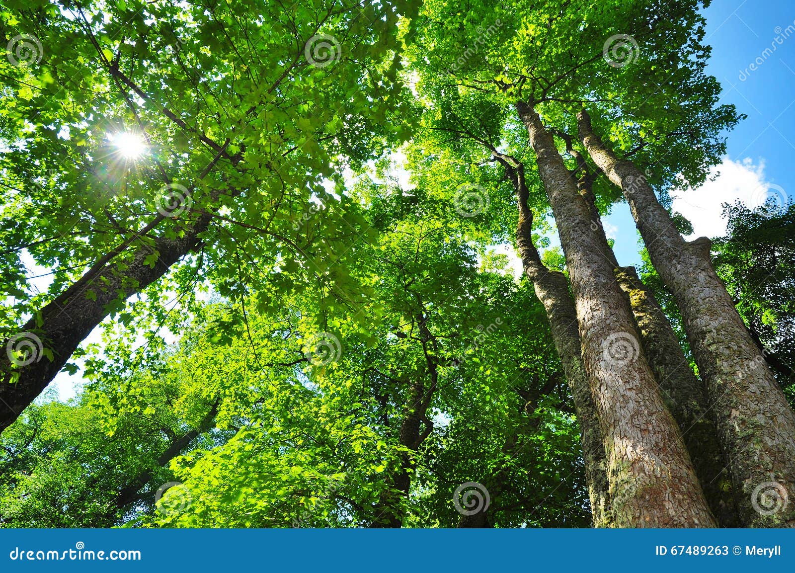 Forest ecosystem stock image. Image of trees, scenic - 67489263