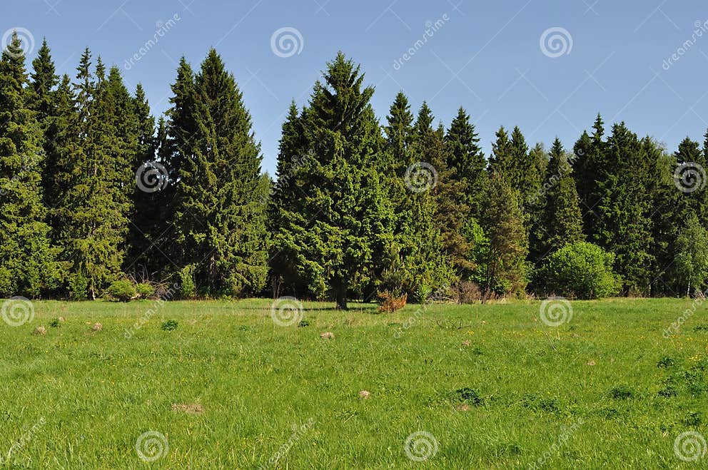 Forest edge stock image. Image of color, season, scenery - 14402217