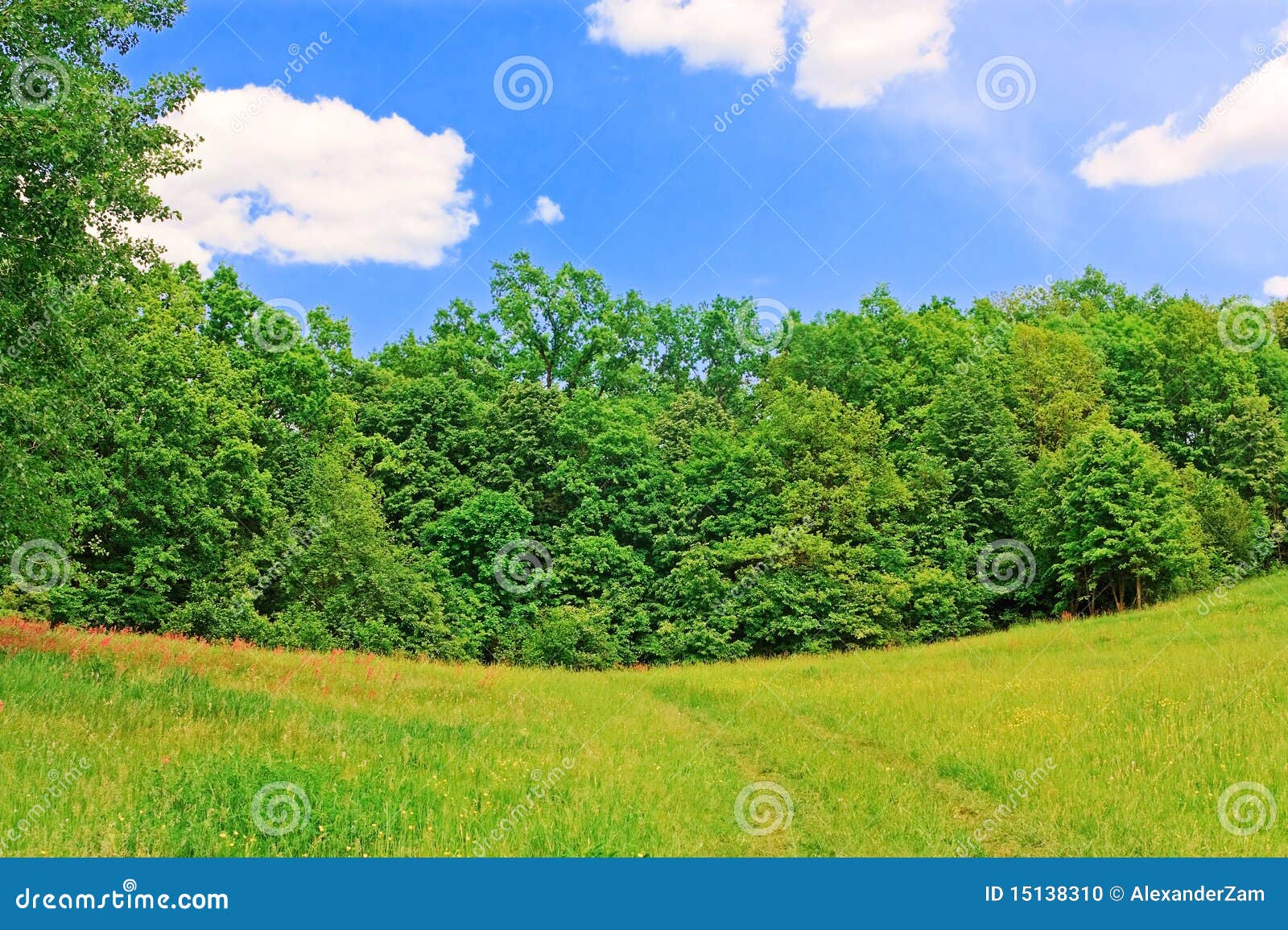 Forest edge stock photo. Image of country, green, scenery - 15138310
