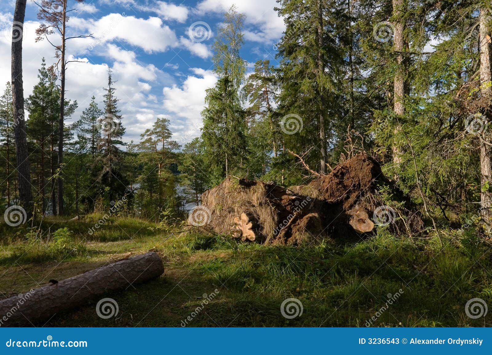 Forest edge stock image. Image of silence, branch, primeval - 3236543