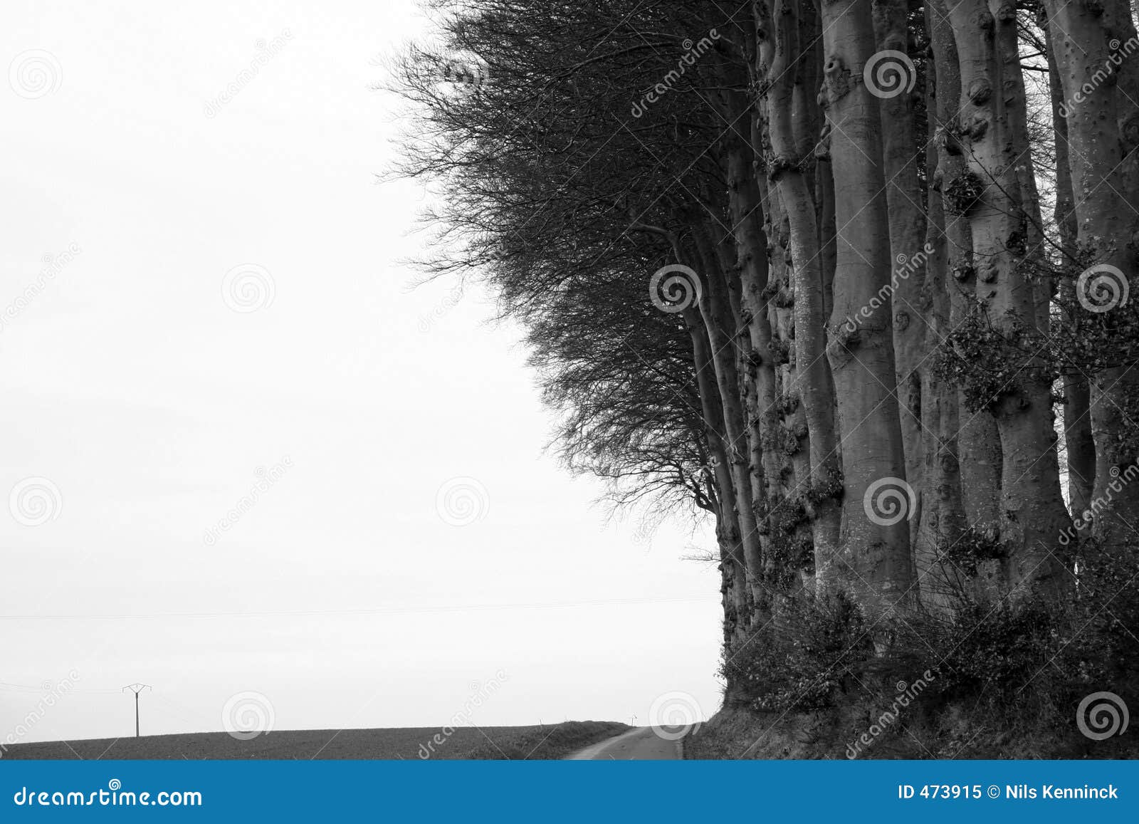 Forest Edge stock image. Image of winter, field, tree, desolation - 473915