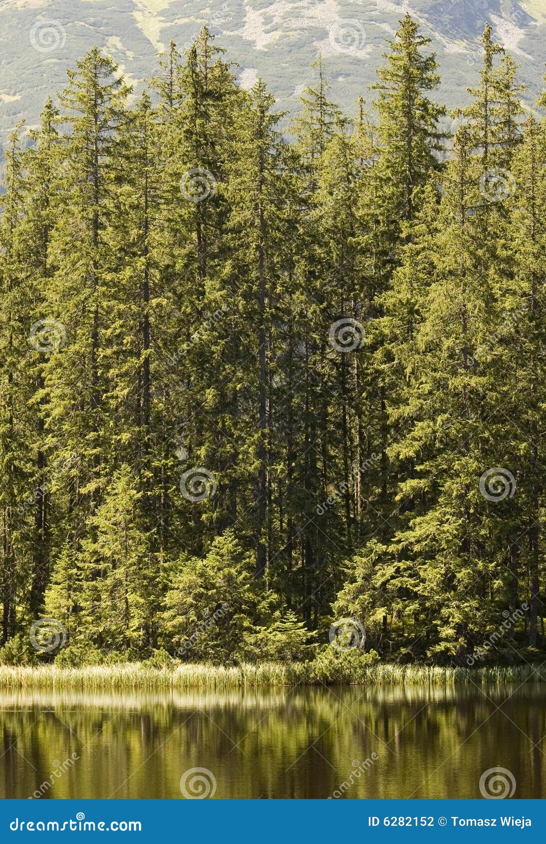 Forest Edge Picture. Image: 6282152