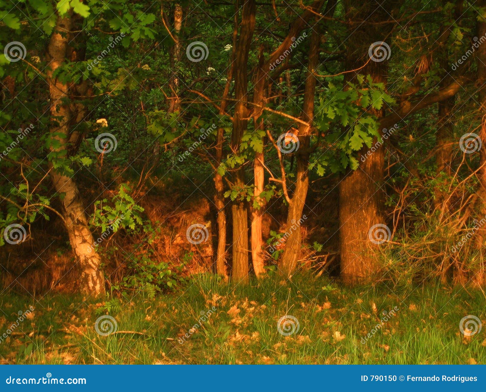Forest edge stock photo. Image of sunset, lumber, bark - 790150