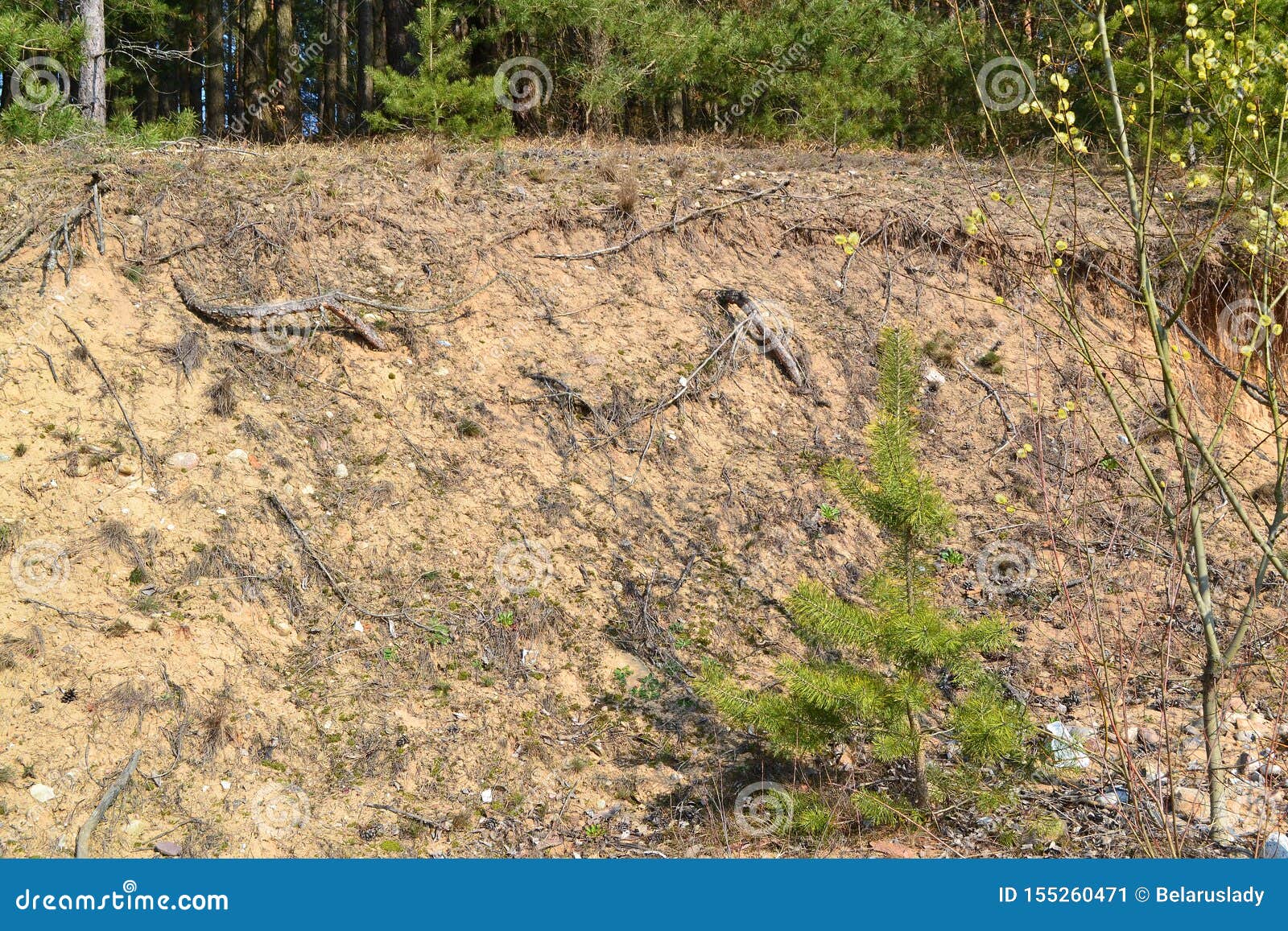 Forest on the Edge of the Cliff. Belarus. Background, Steep Stock Image ...