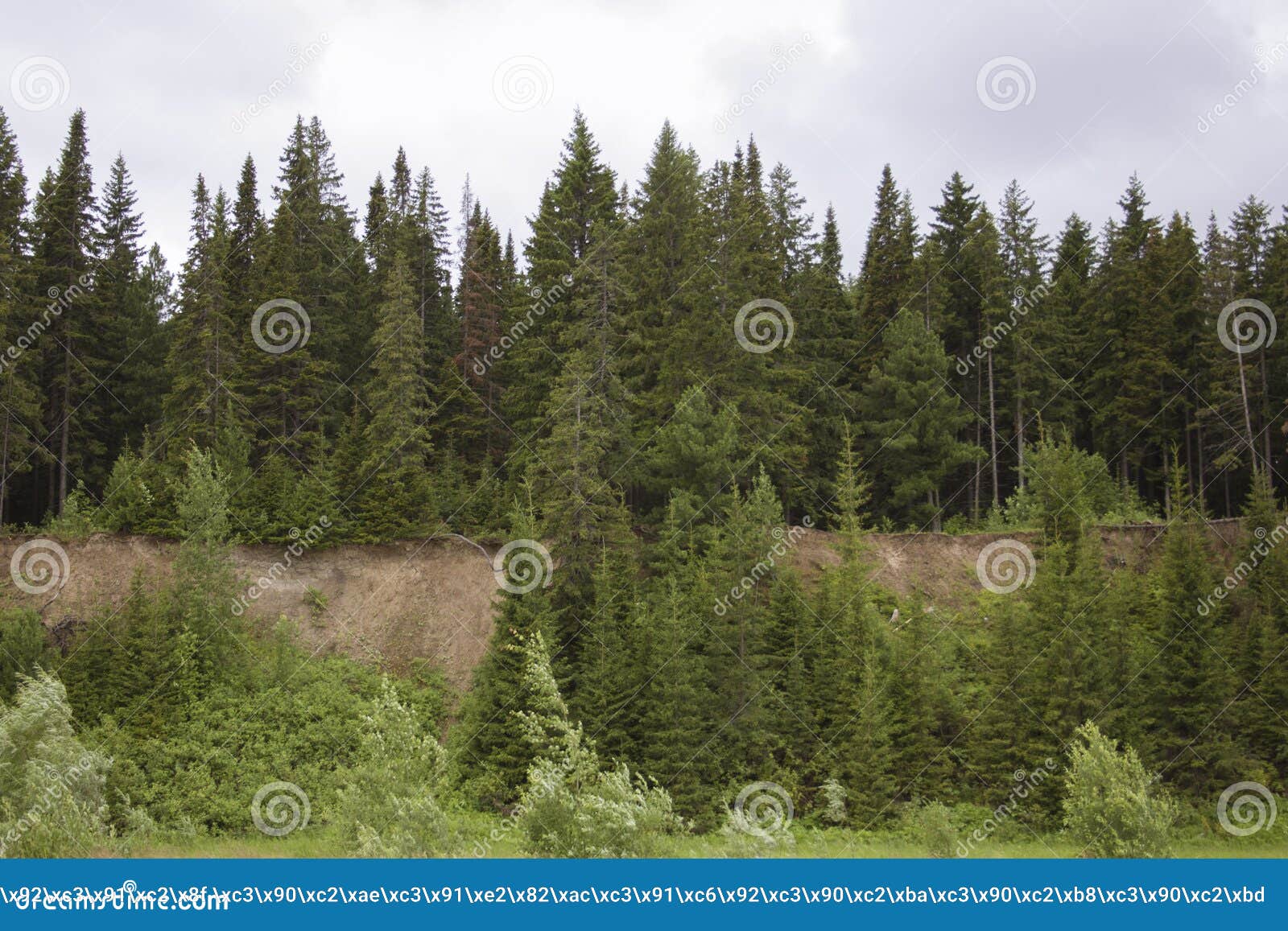 Forest on the Edge of a Cliff Stock Image - Image of precipice ...