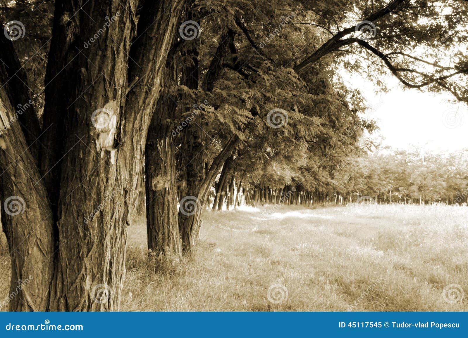 Forest edge stock image. Image of outdoors, edge, open - 45117545