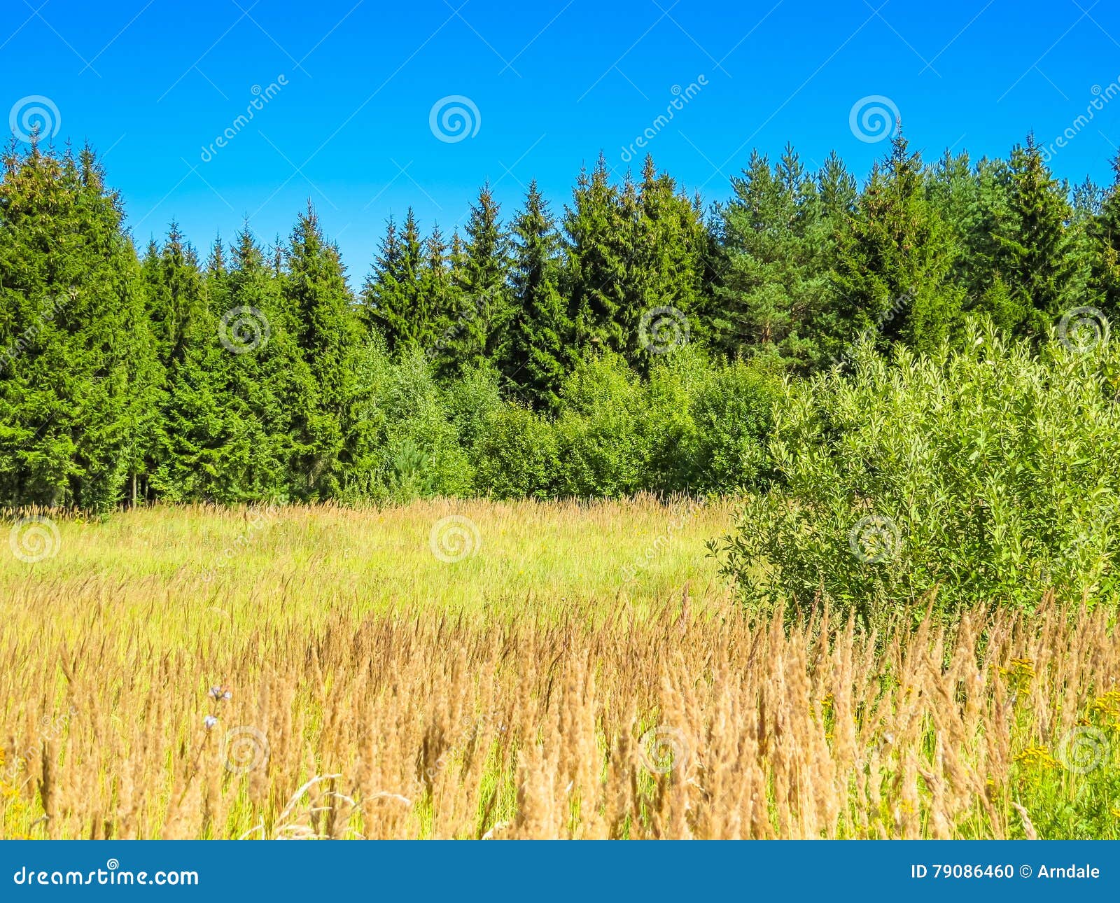 Forest Edge, Mixed Forest and Summer Meadow Stock Photo - Image of ...