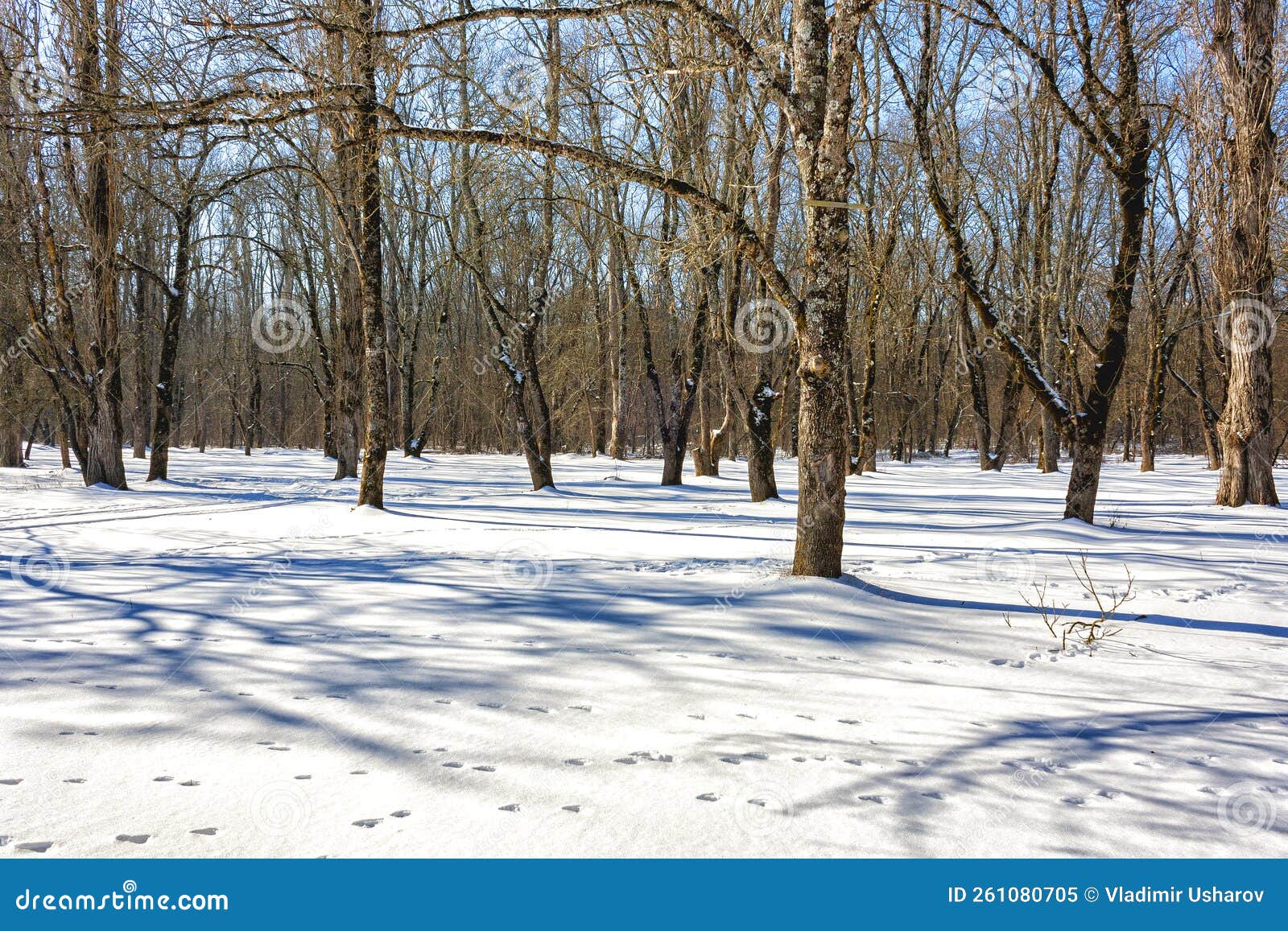 Forest Edge with Sparse Trees Stock Image - Image of contrast, frost ...