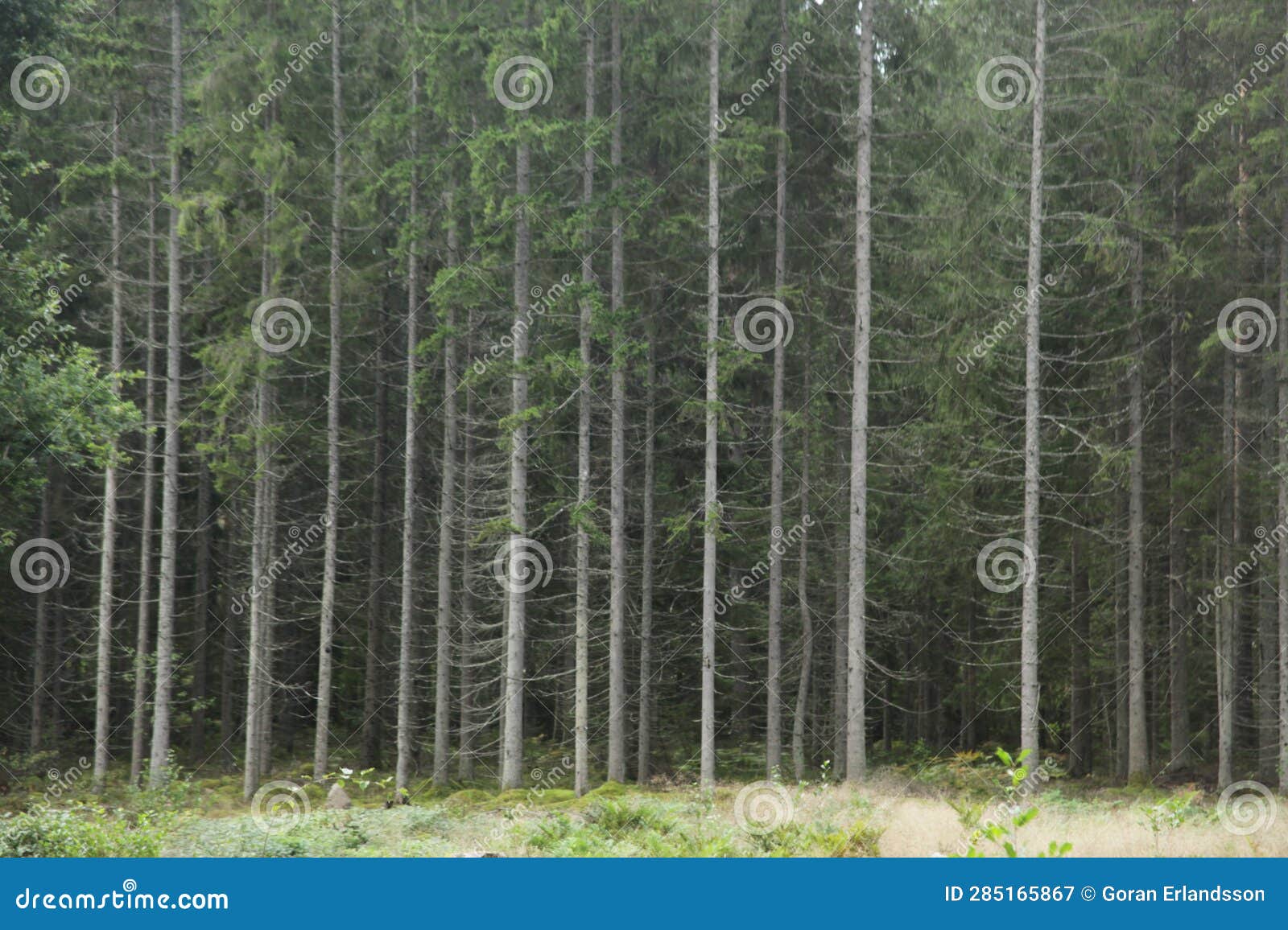 A forest edge stock image. Image of forest, wilderness - 285165867