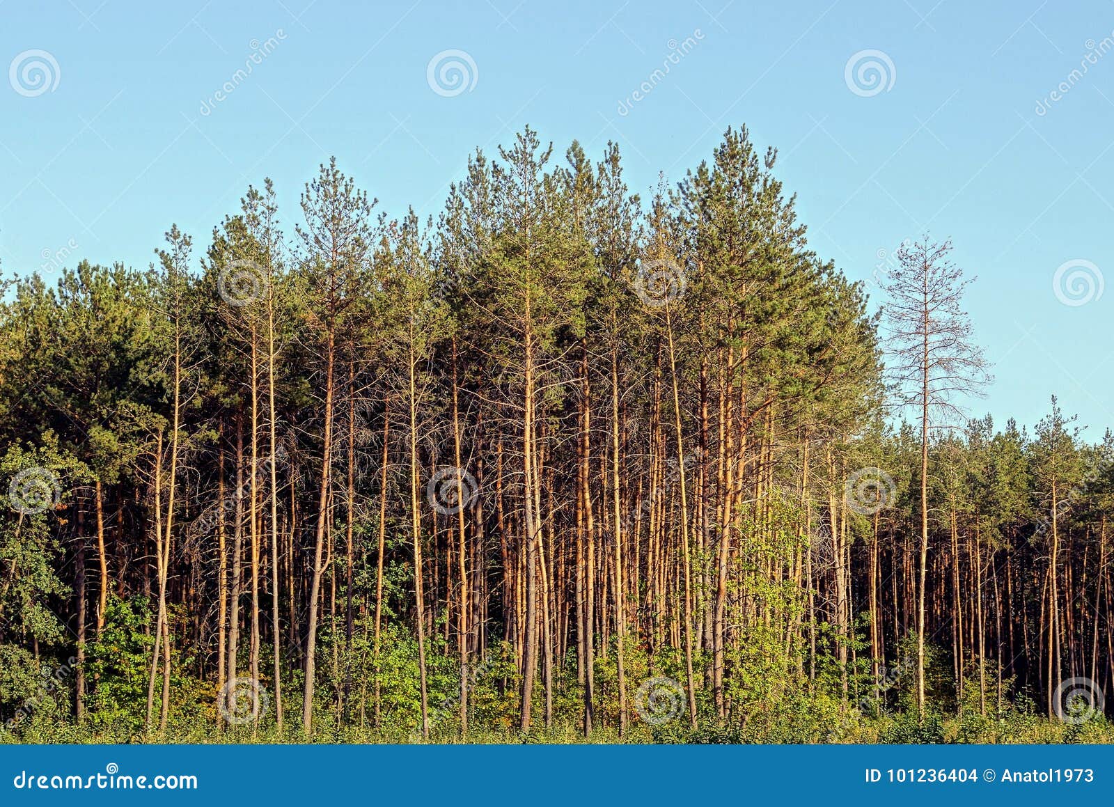 Pine Trees at the Edge of a Forest in the Background of Clouds Stock ...