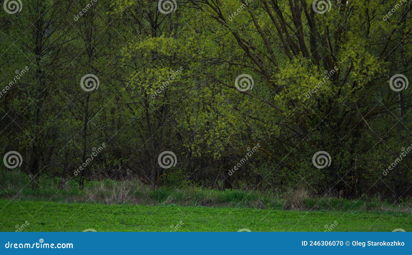 Forest edge with trees stock photo. Image of leaf, sunlight - 246306070