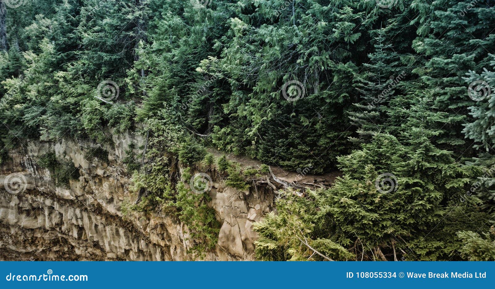 Forest on the Edge of the Void Stock Photo - Image of nature, outdoor ...