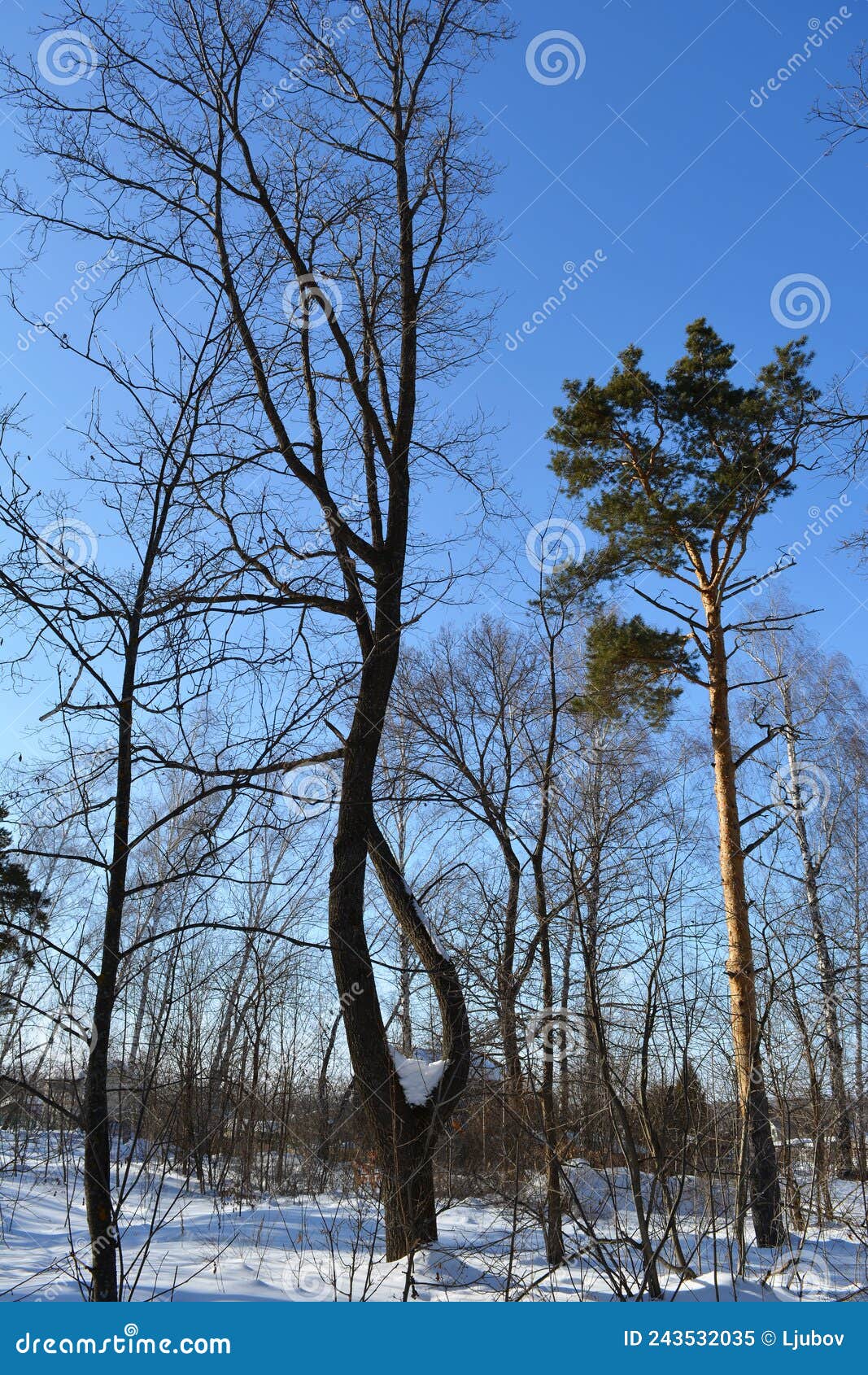Forest Edge in Winter. Pine and Bare Deciduous Trees on the Background ...