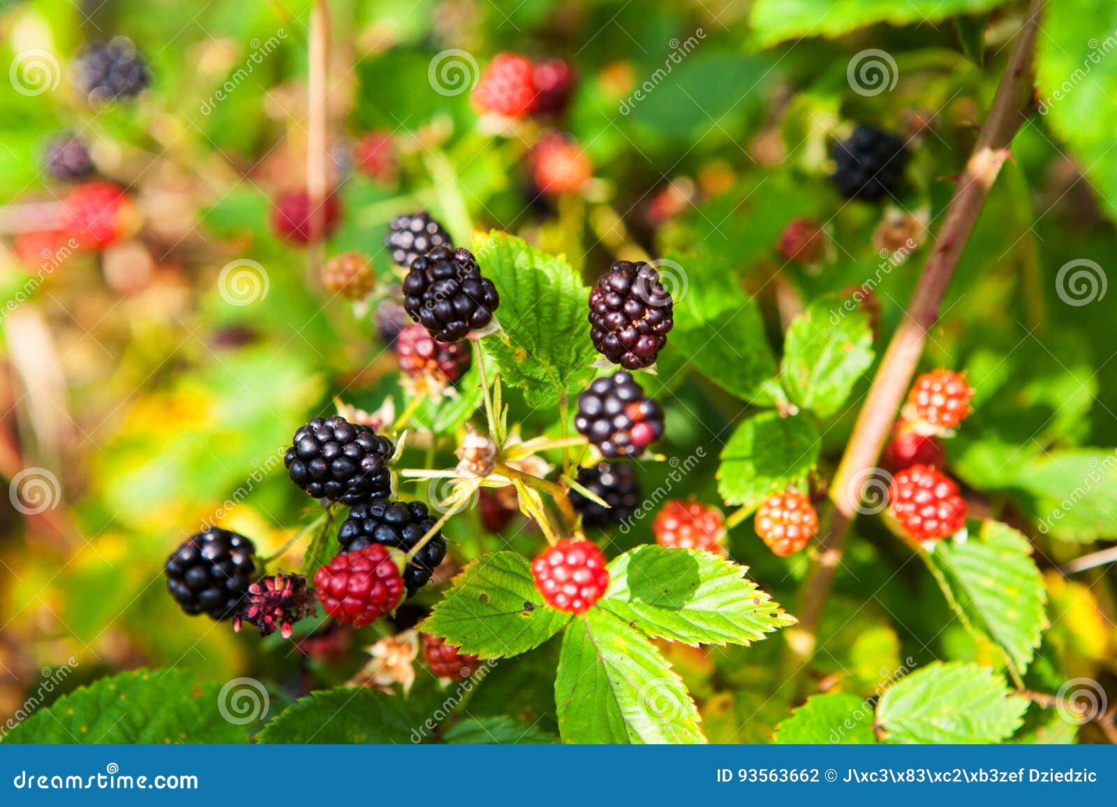 Forest edible fruit stock photo. Image of plant, cloudberry - 93563662