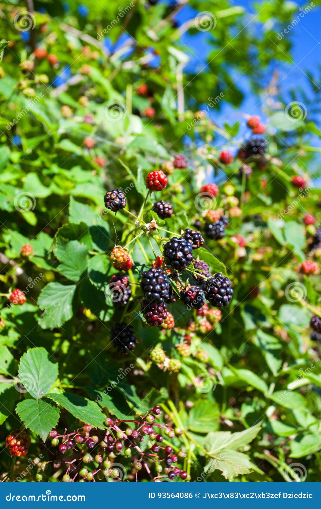 Forest edible fruit stock photo. Image of huckleberry - 93564086